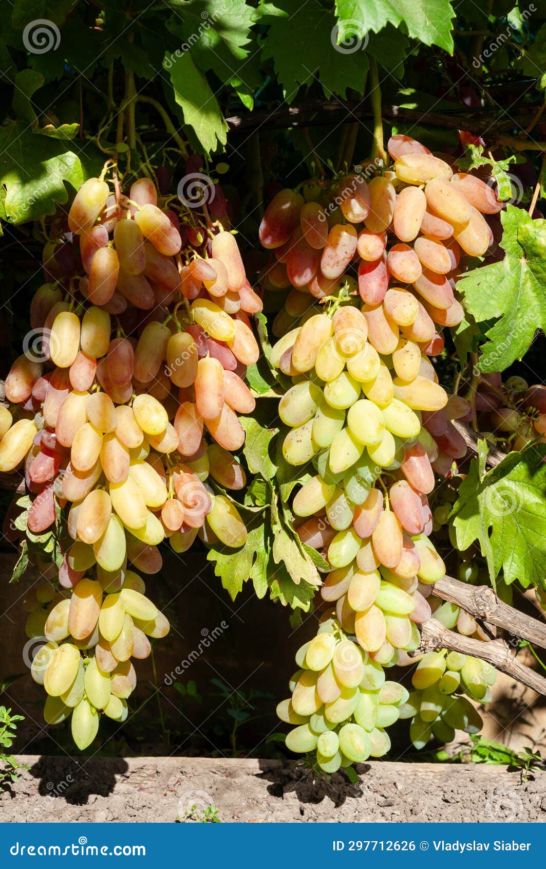 Cluster of Pink Grape on the Vine Stock Photo - Image of green, grow ...