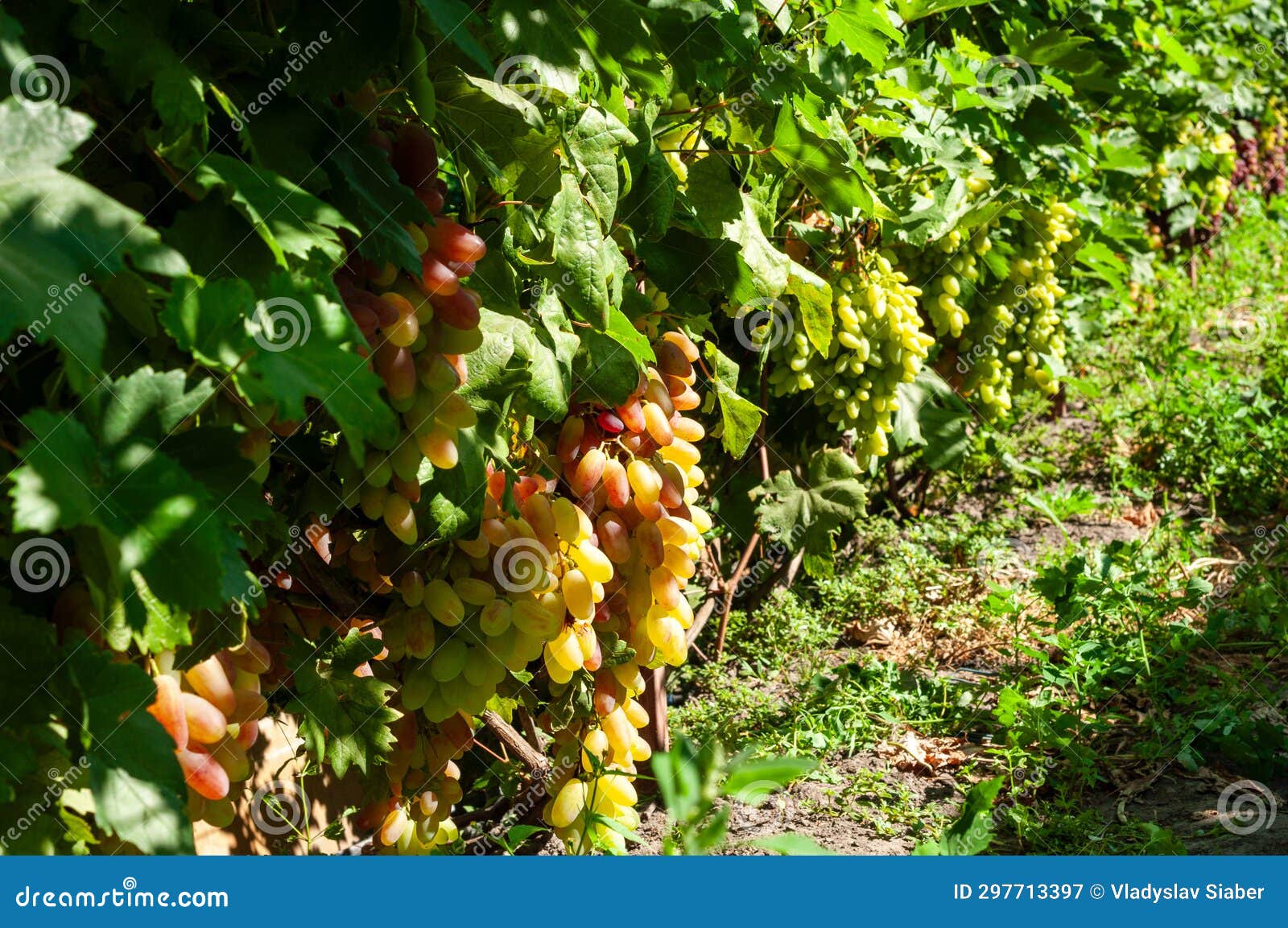 Cluster of Pink Grape on the Vine Stock Image - Image of grow, leaves ...