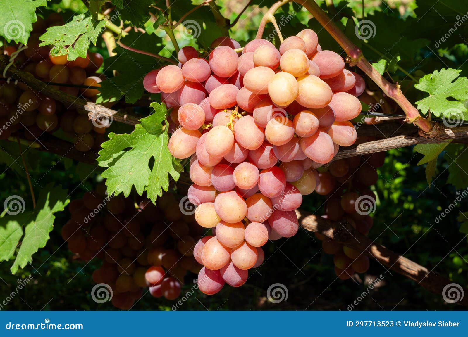 Cluster of Pink Grape on the Vine Stock Image - Image of napa, rural ...