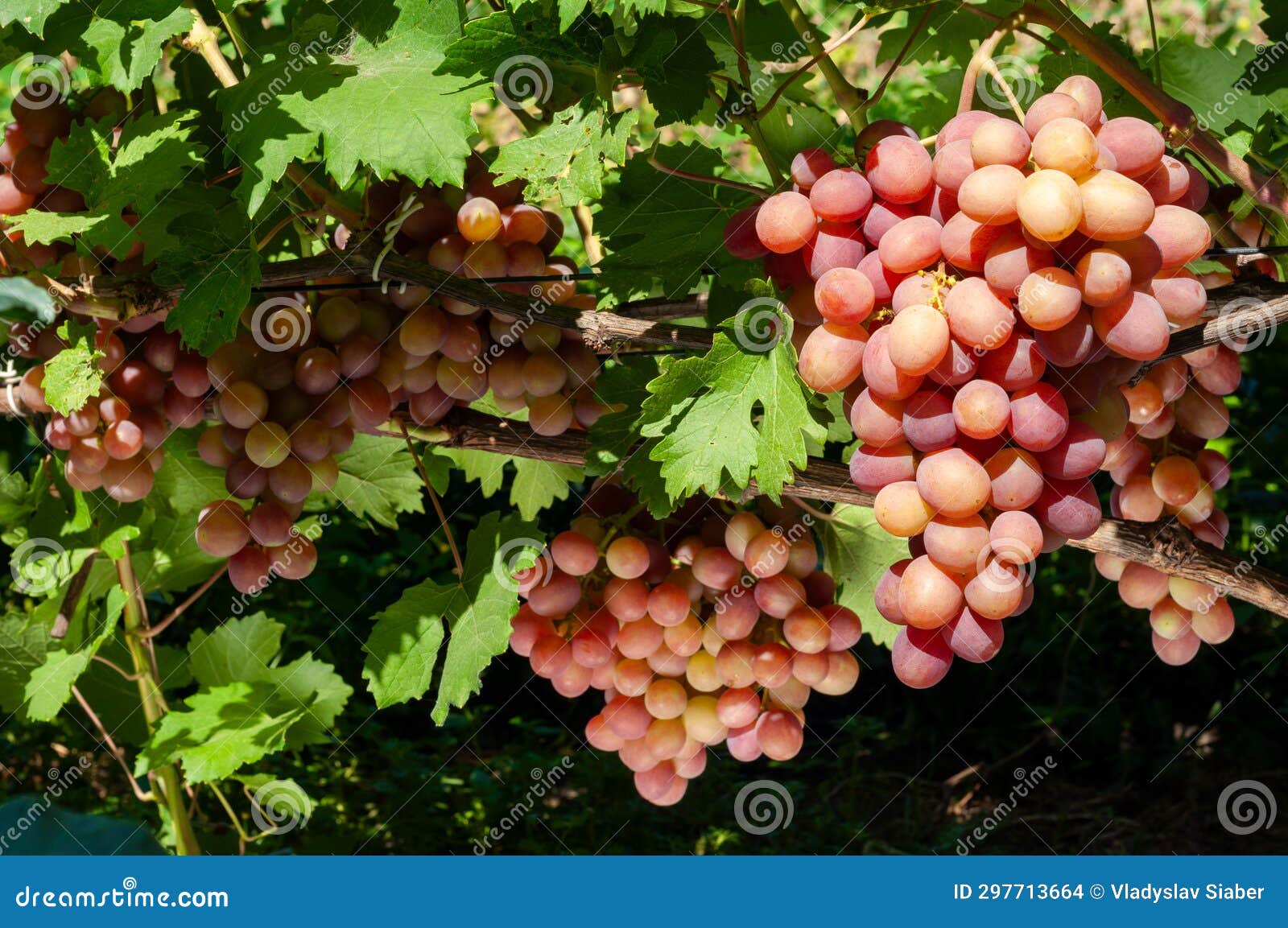 Cluster of Pink Grape on the Vine Stock Photo - Image of leaves, rural ...