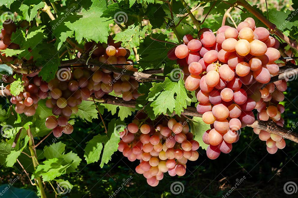Cluster of Pink Grape on the Vine Stock Photo - Image of leaves, rural ...