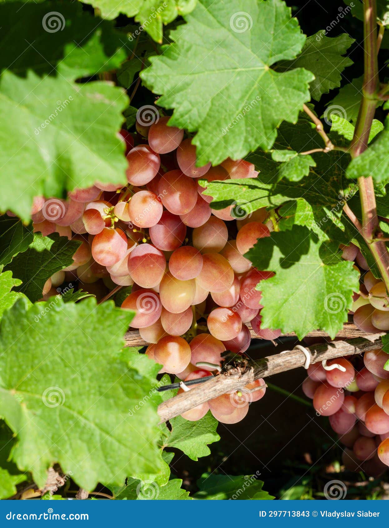 Cluster of Pink Grape on the Vine Stock Image - Image of summer, fresh ...
