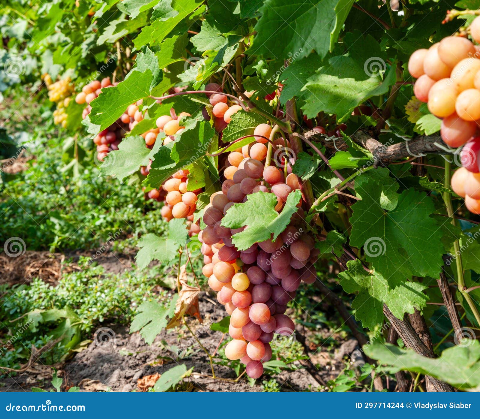 Cluster of Pink Grape on the Vine Stock Photo - Image of branch, grow ...
