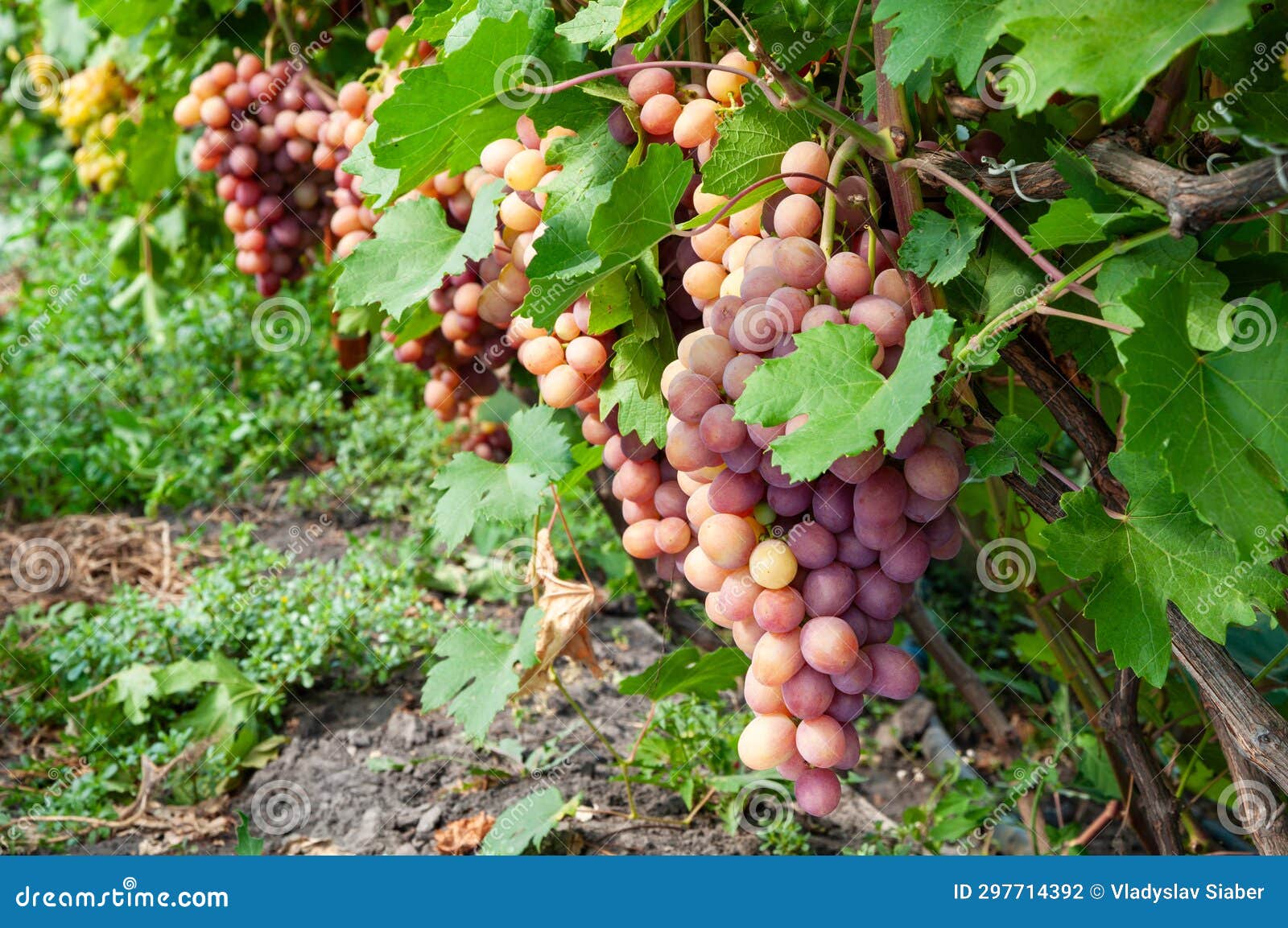 Cluster of Pink Grape on the Vine Stock Photo - Image of grapes, autumn ...