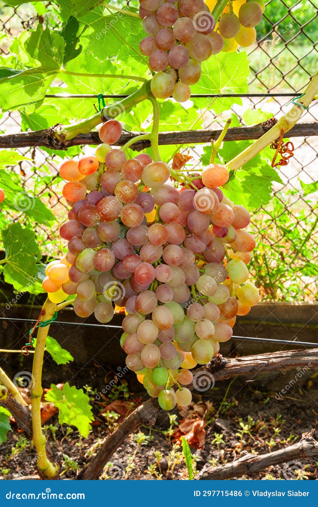 Cluster of Pink Grape on the Vine Stock Photo - Image of grow, country ...