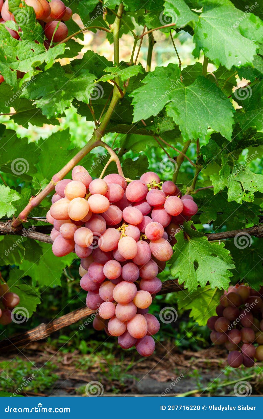 Cluster of Pink Grape on the Vine Stock Photo - Image of green, rural ...