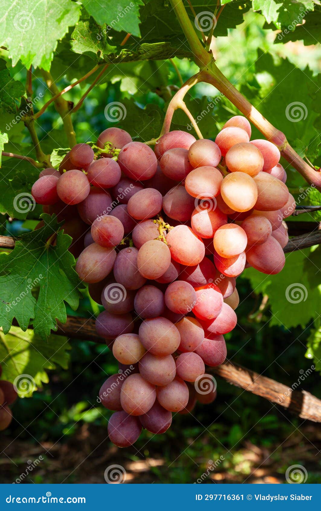Cluster of Pink Grape on the Vine Stock Image - Image of background ...