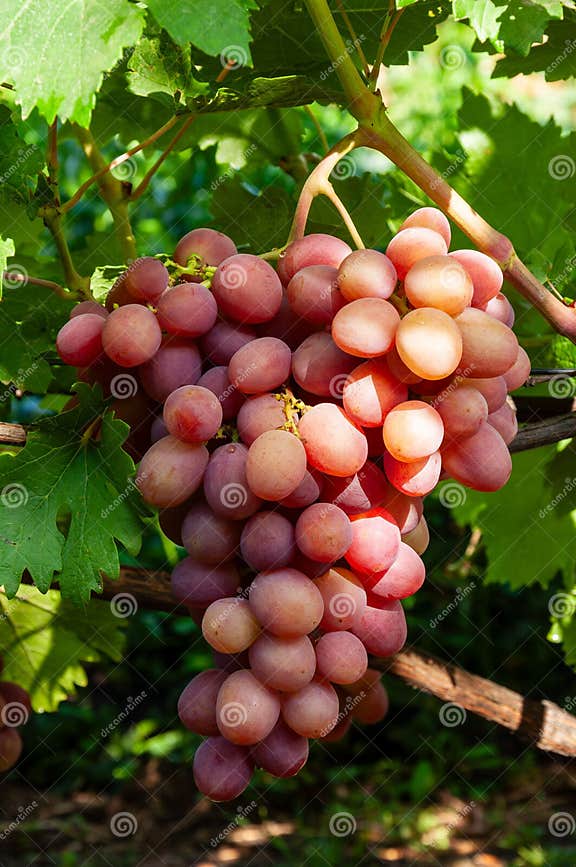 Cluster of Pink Grape on the Vine Stock Image - Image of background ...