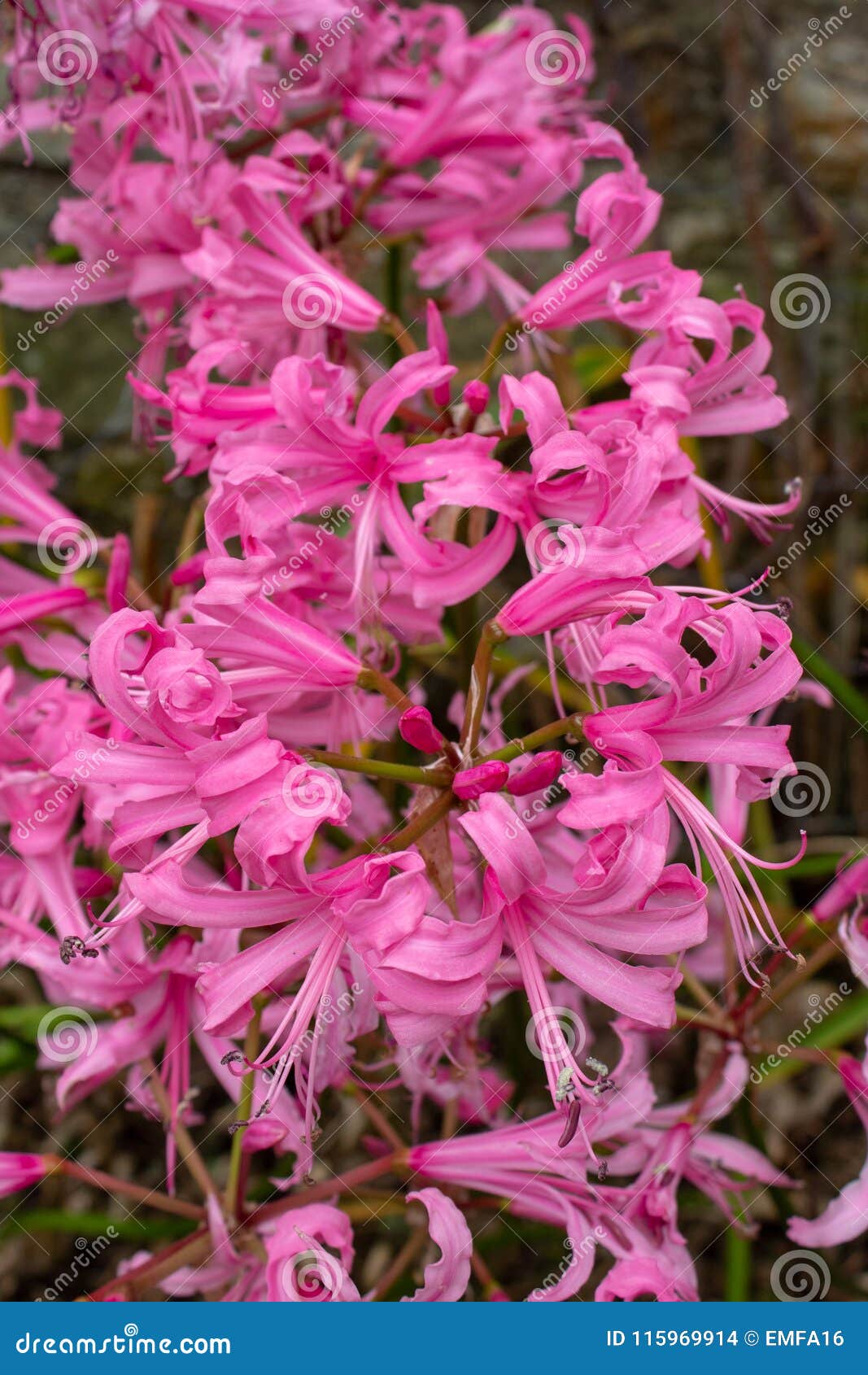 A Cluster of Pink Nerine Flowers - Portrait Stock Photo - Image of pink ...