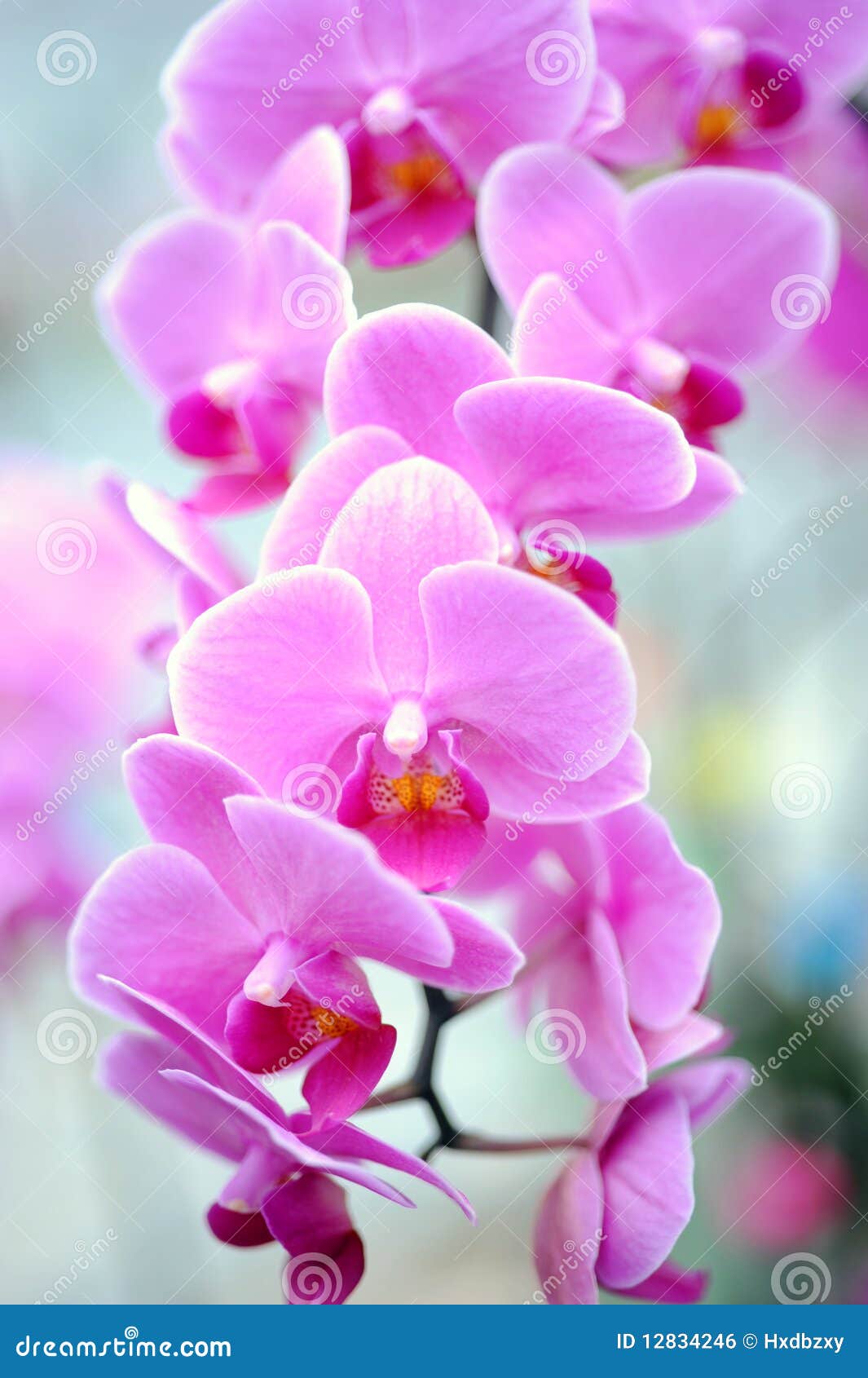 A cluster of pink orchids stock photo. Image of bouquet - 12834246