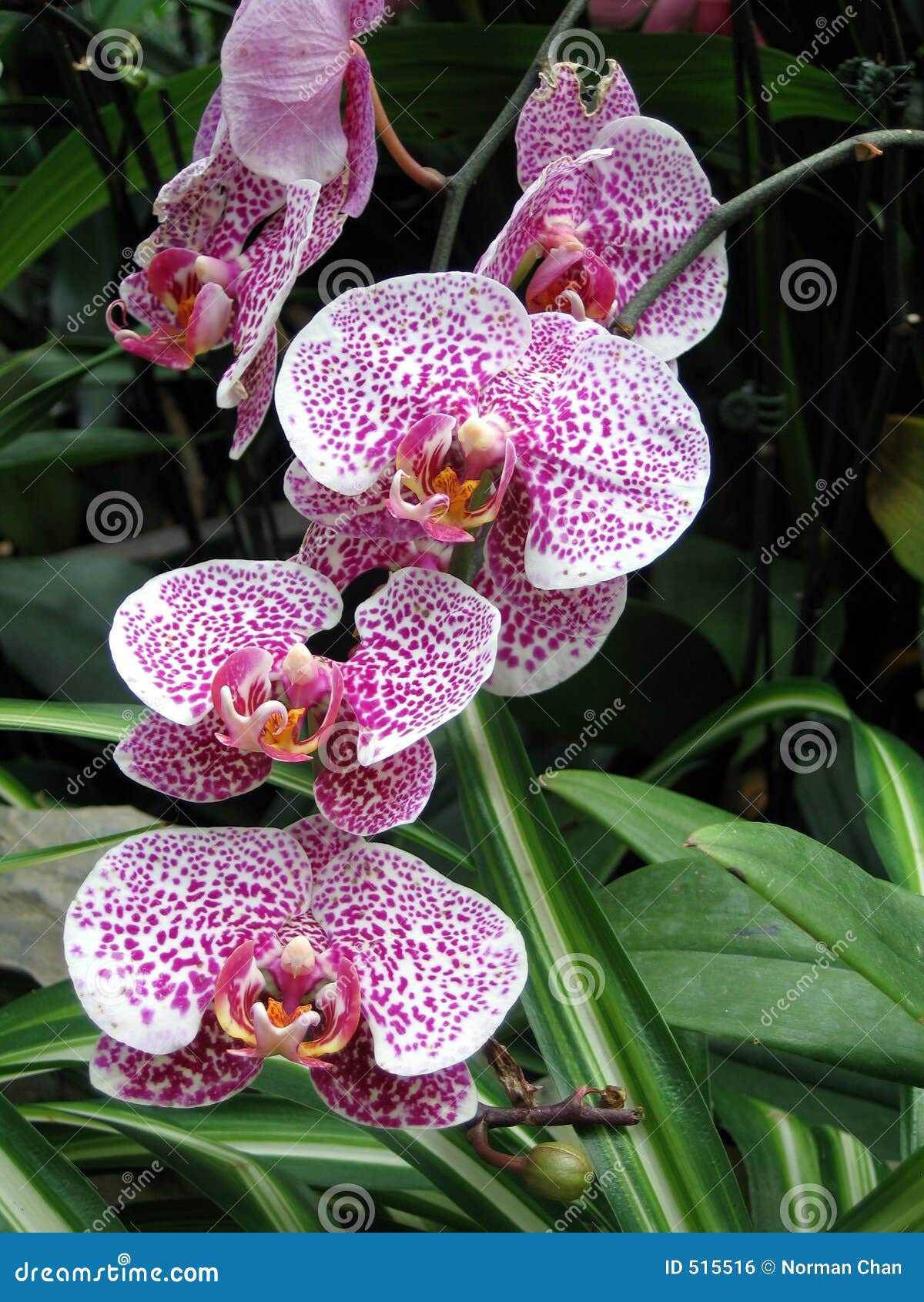 A cluster of pink orchids stock photo. Image of purple - 515516