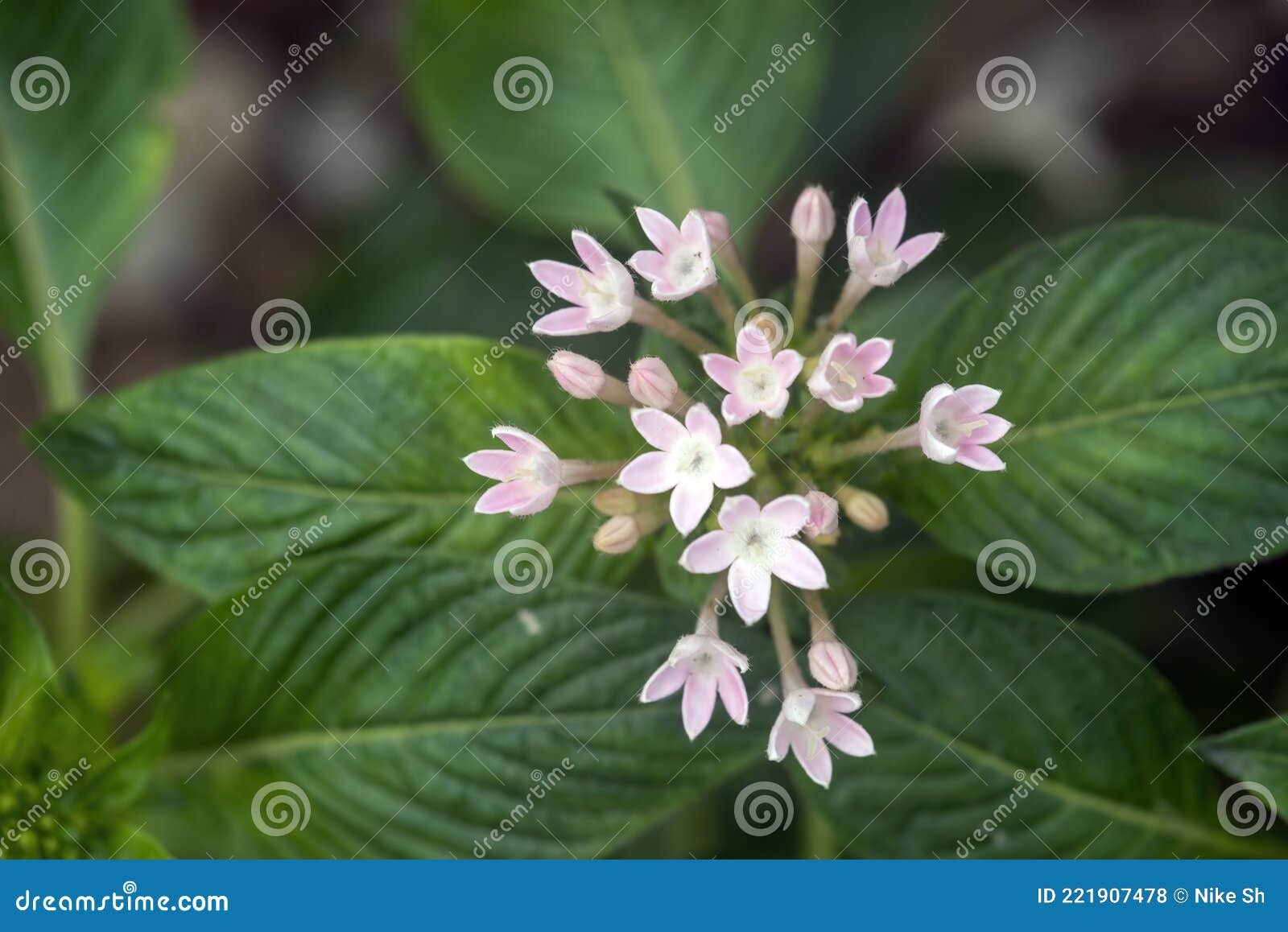 Pink and White Penta Flowers Stock Photo - Image of flowers, tropical ...