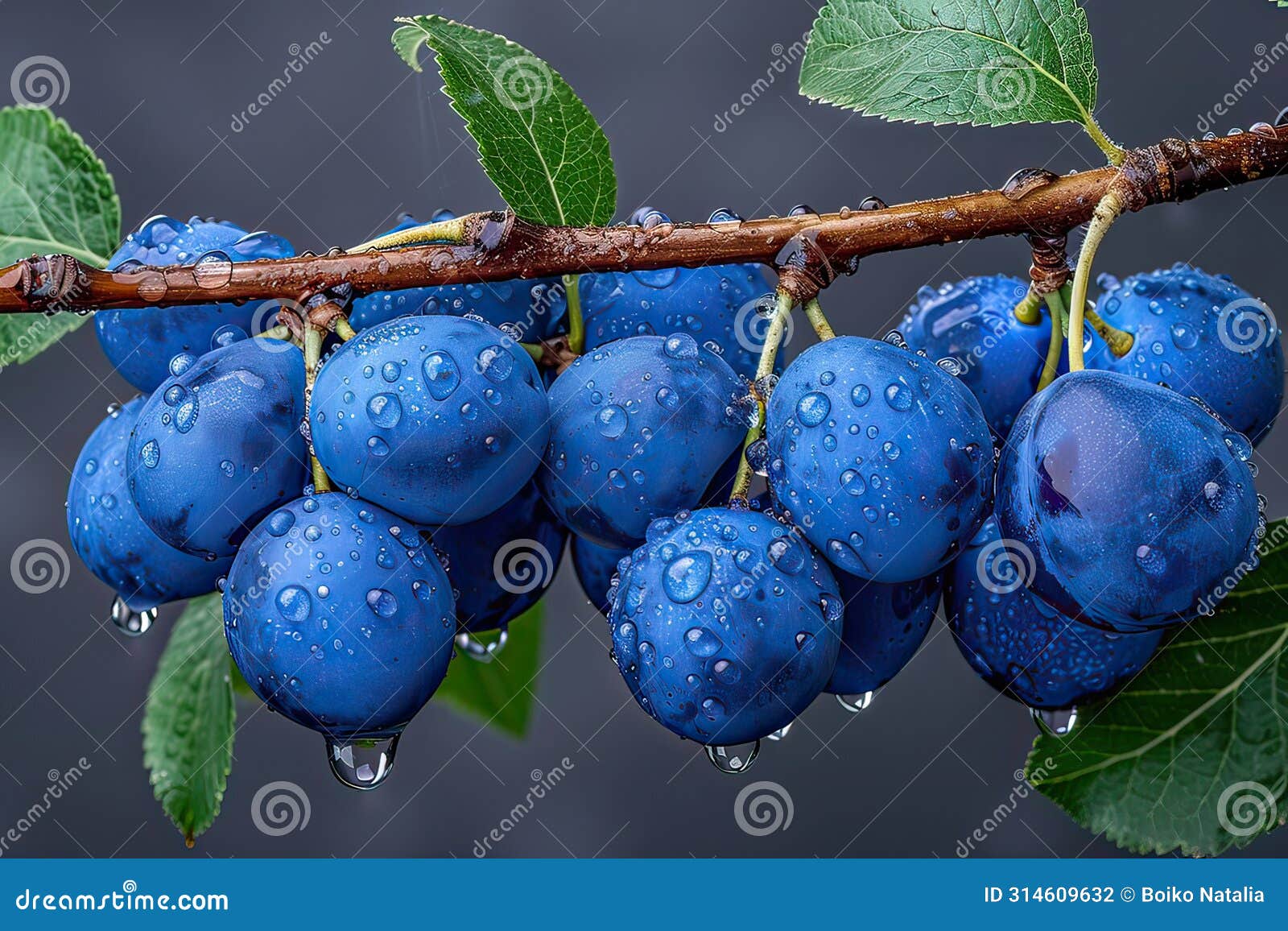 A Cluster of Plums, a Fruit and Natural Food, Rest on the Table Stock ...