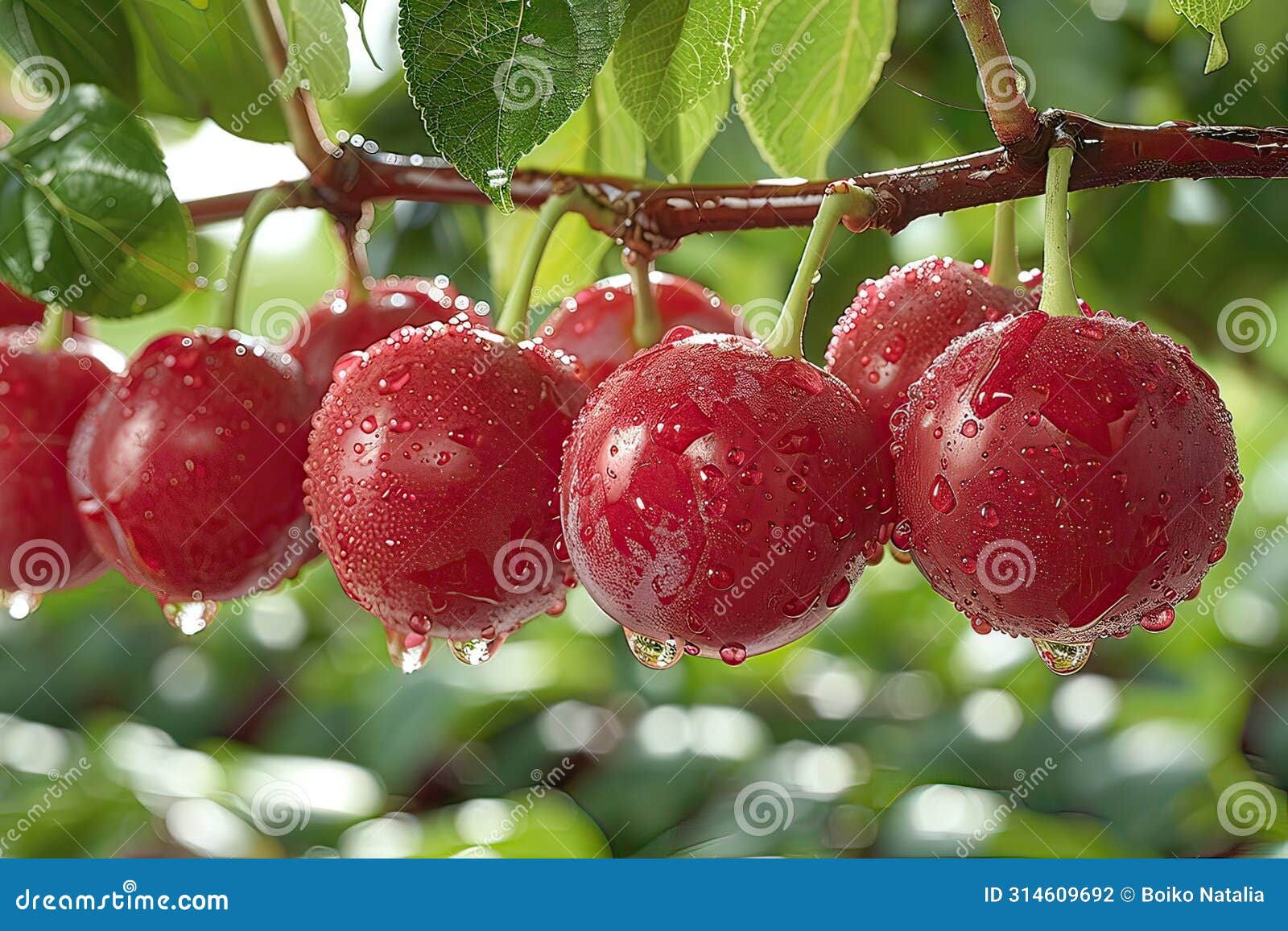 A Cluster of Plums, a Fruit and Natural Food, Rest on the Table Stock ...