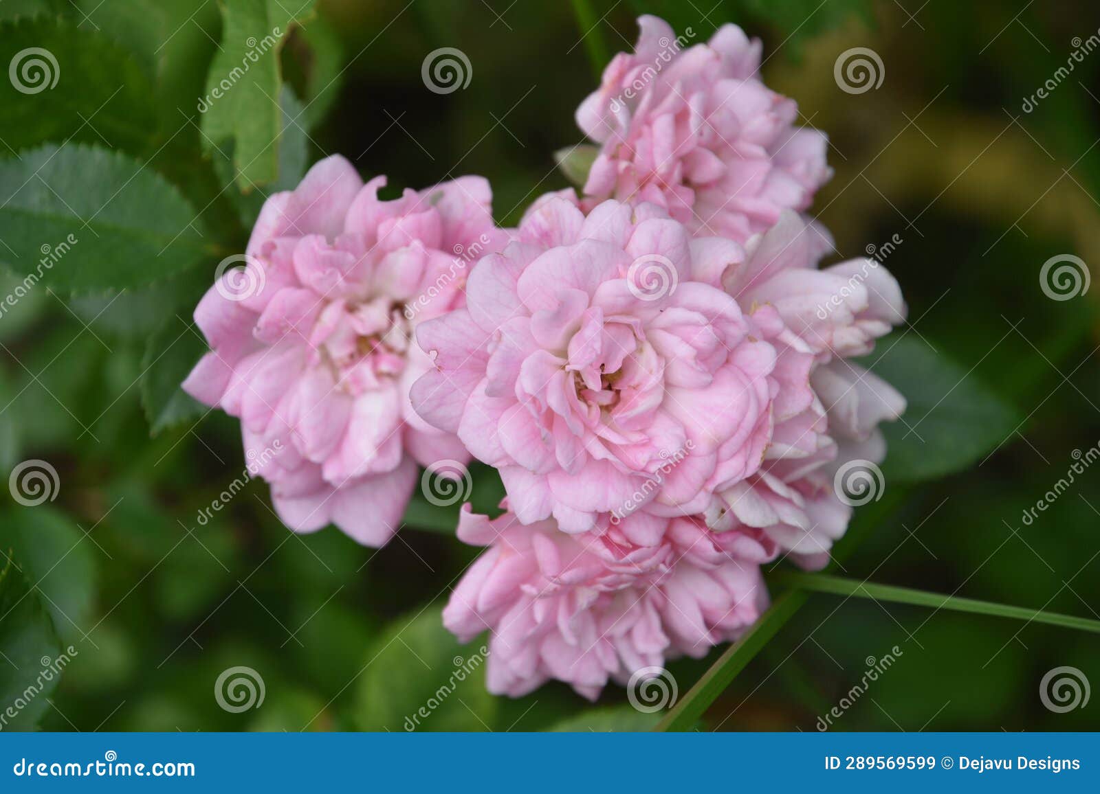 Cluster of Pretty Pink Roses in Bloom Stock Image - Image of outdoors ...