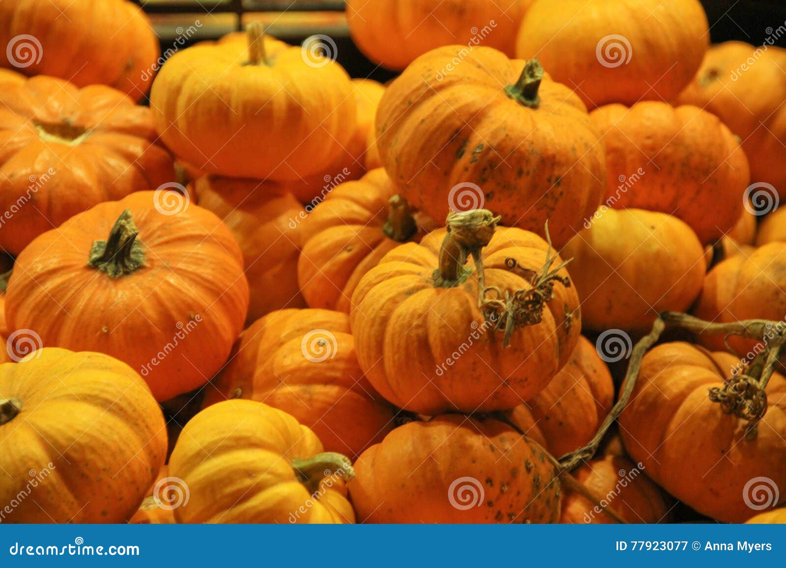 Cluster of pumpkins stock image. Image of vegetable, plant - 77923077