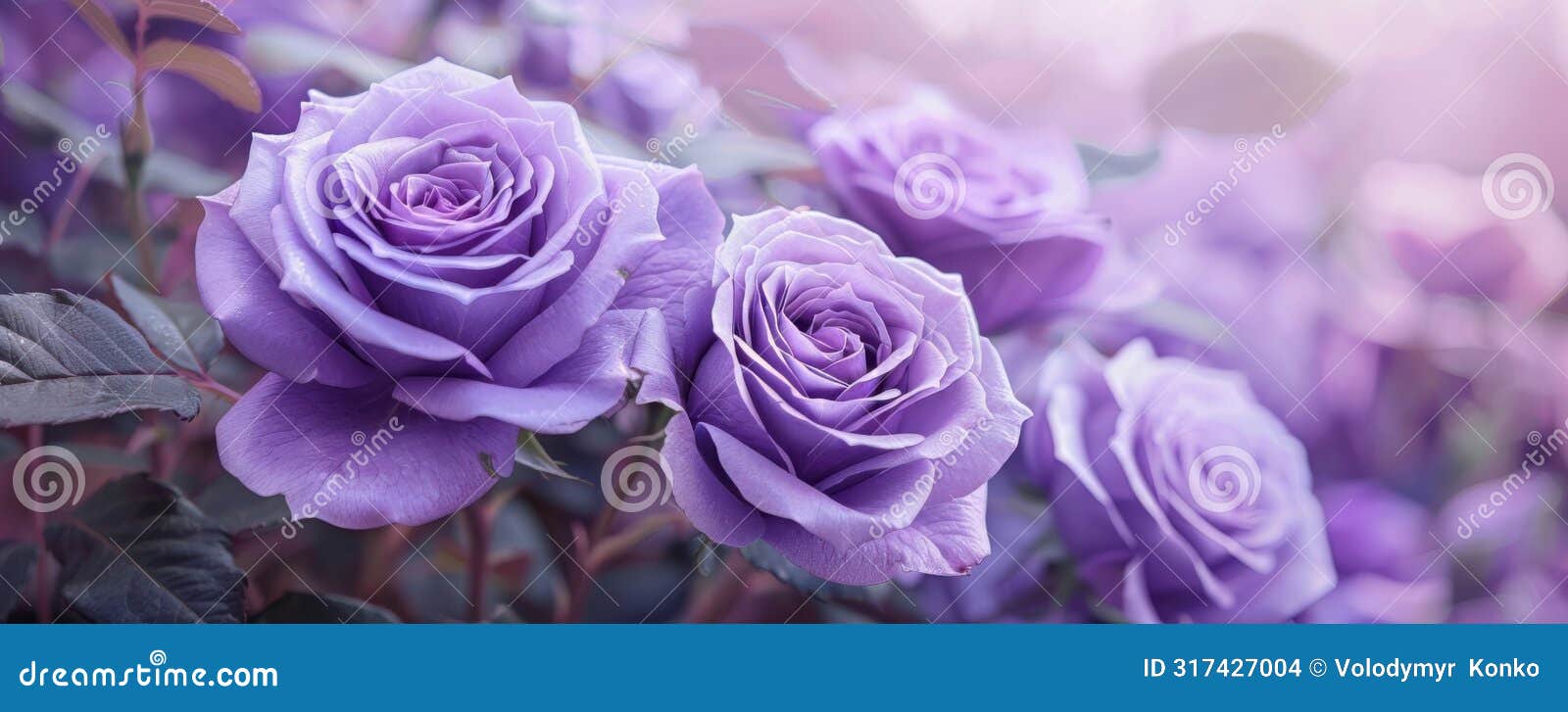 Cluster of Purple Roses in Soft Focus Stock Photo - Image of vibrant ...
