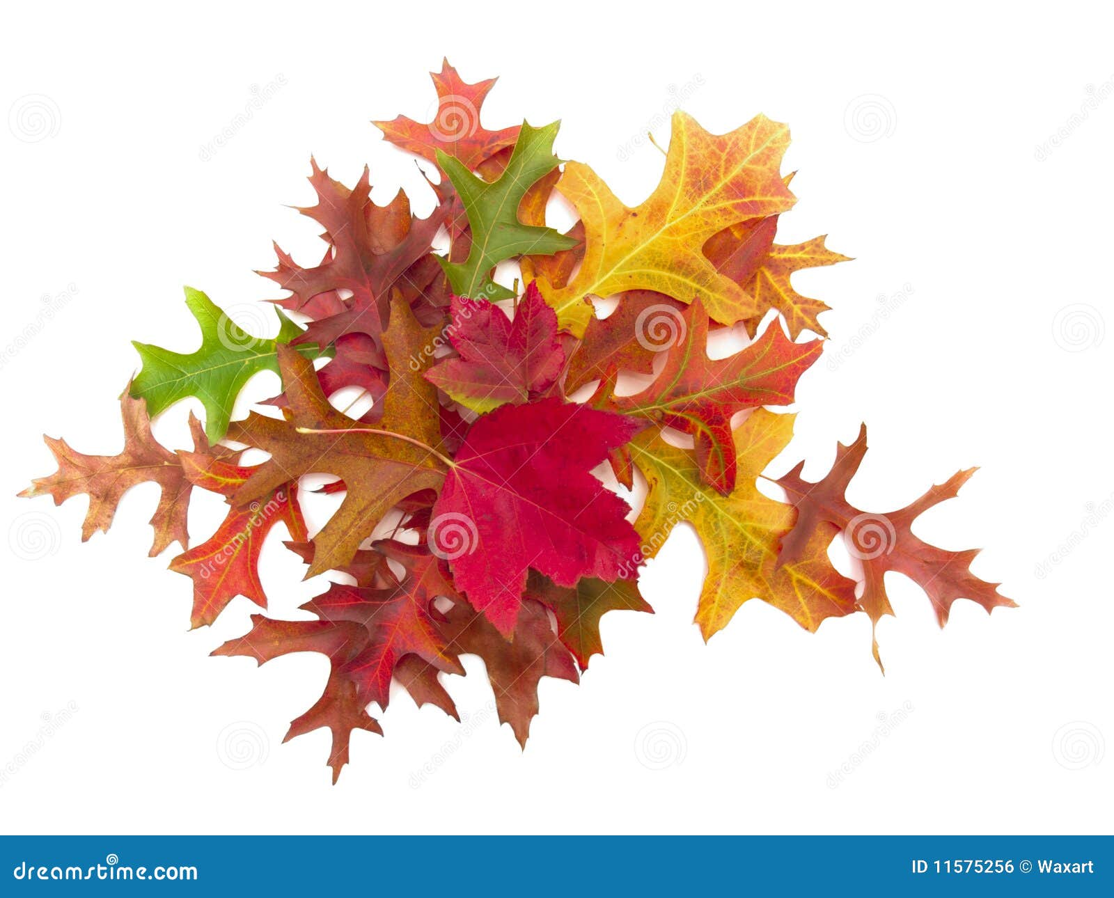 Cluster Of Real Autumn Leaves Royalty Free Stock Image - Image: 11575256