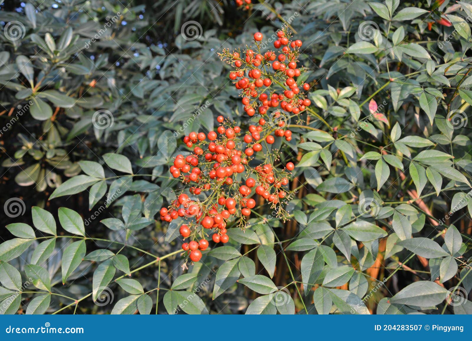 Cluster of Red Berries on the Tree Stock Image - Image of cluster ...