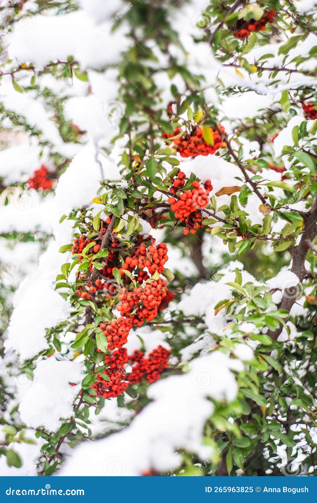 Cluster of Red Berries Under the Snow Stock Image - Image of healthy ...