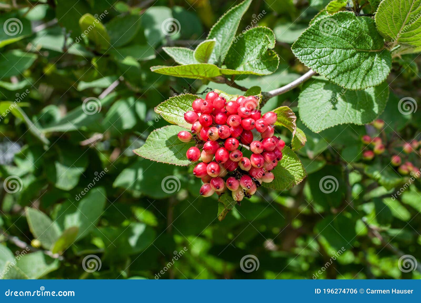 A Cluster of Red Berries of a Wayfarer Tree Stock Photo - Image of ...