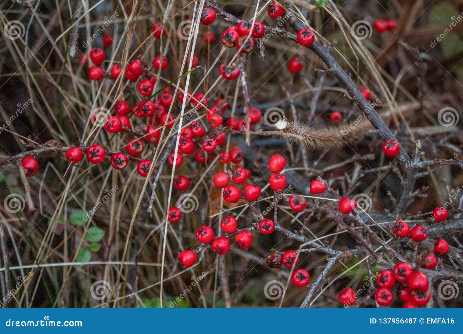 A Cluster of Red Berries in the Winter Stock Image - Image of briars ...