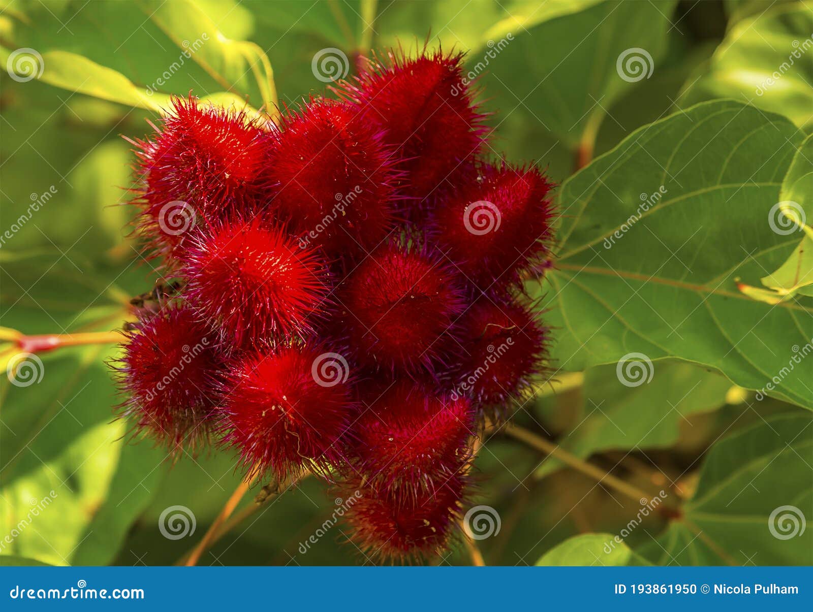 A Cluster of Red Bromeliad Plants in St Kitts Stock Photo - Image of ...