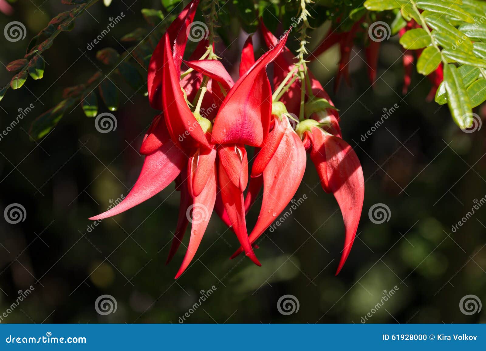Cluster of Red Flowers of Clianthus with Water Drops Stock Photo ...