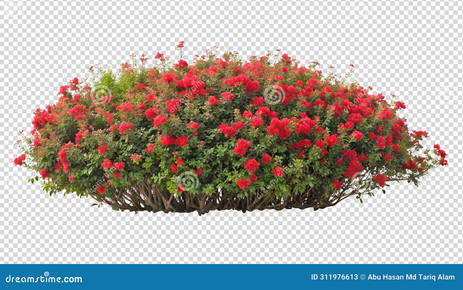 A Cluster of Red Flowers Isolated on a Transparent Background Stock ...
