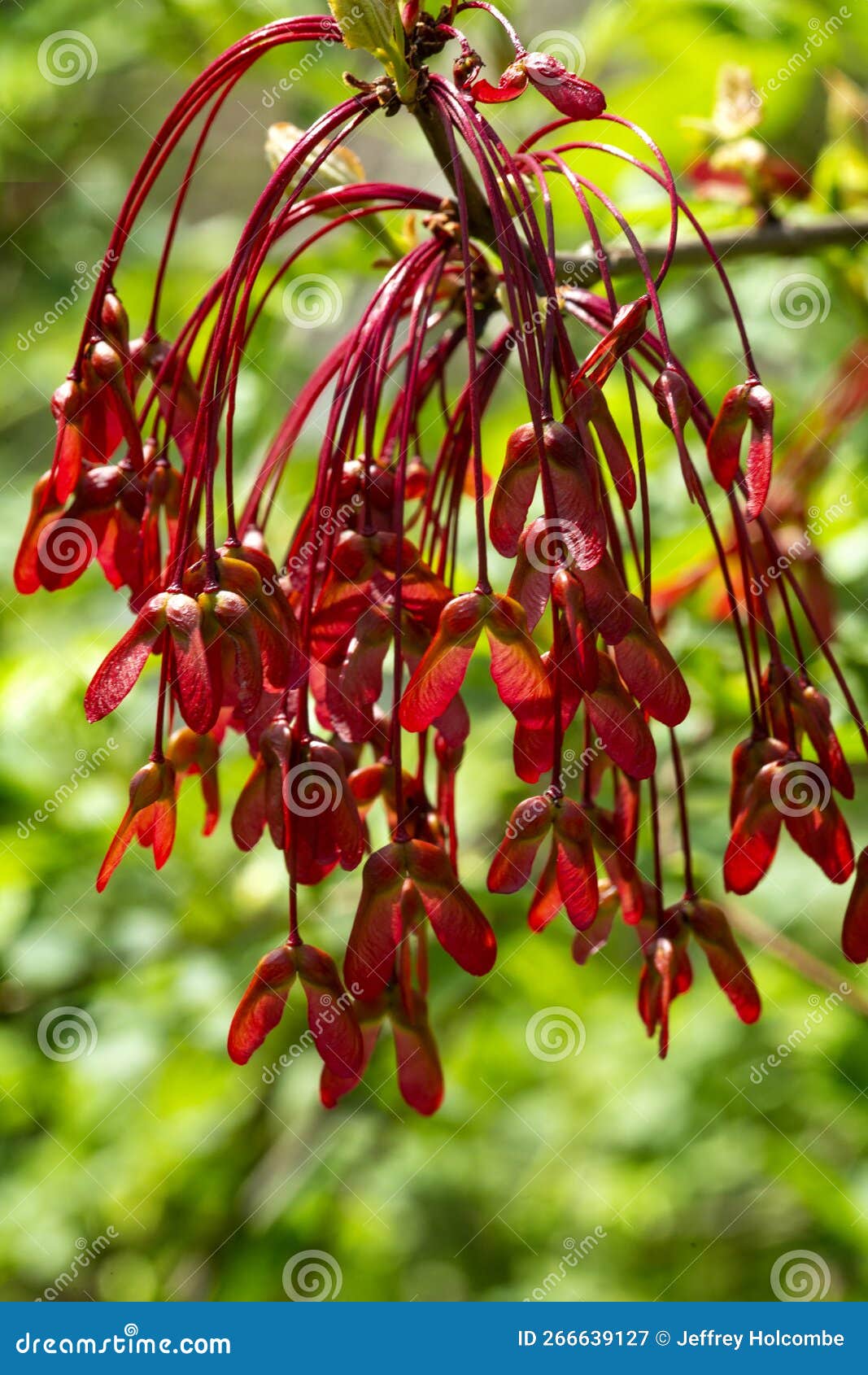 Cluster of Red Maple Seed Pods in Goodwin State Forest Stock Image ...