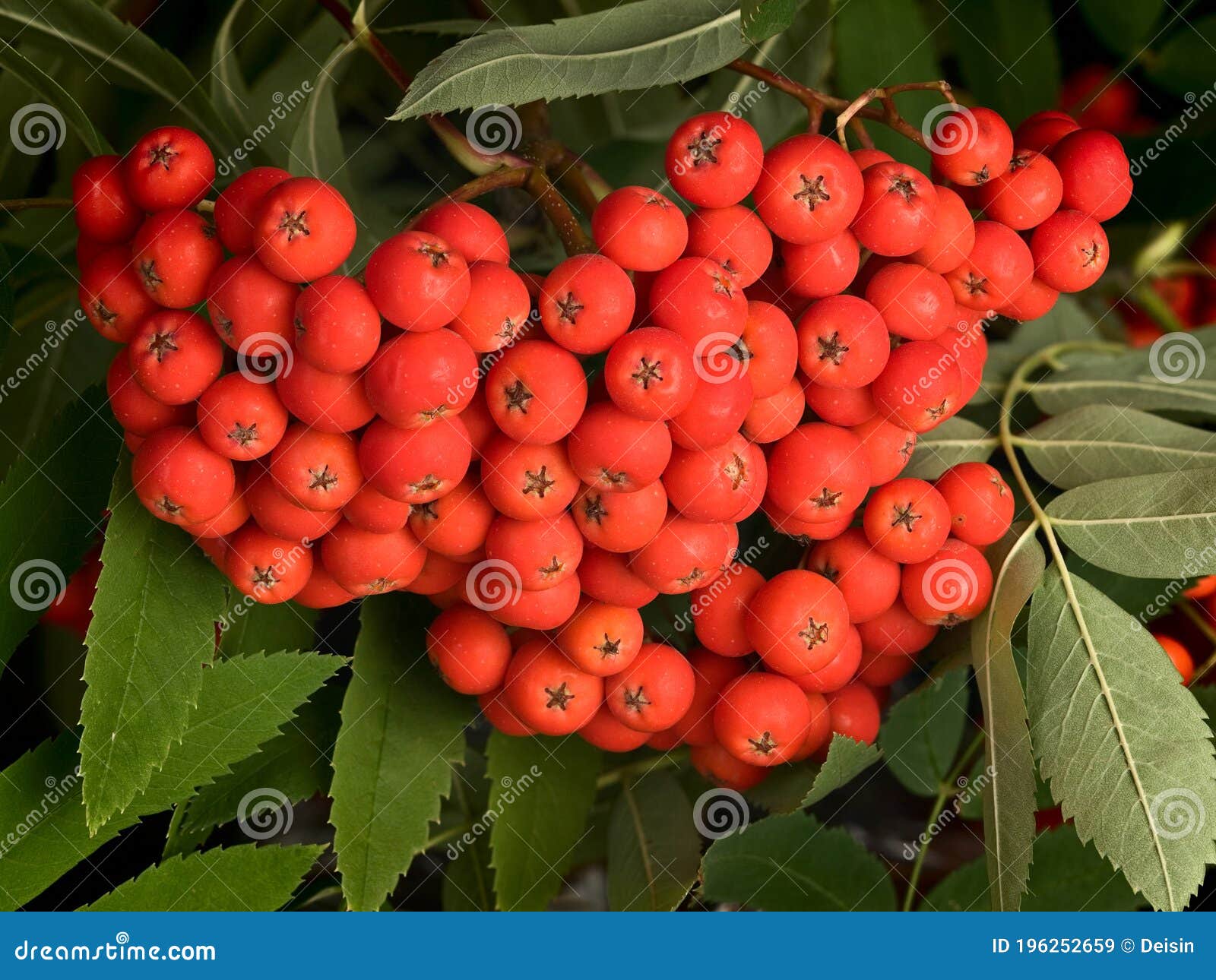 Cluster of Red Mountain Ash Stock Image - Image of cluster, mountain ...