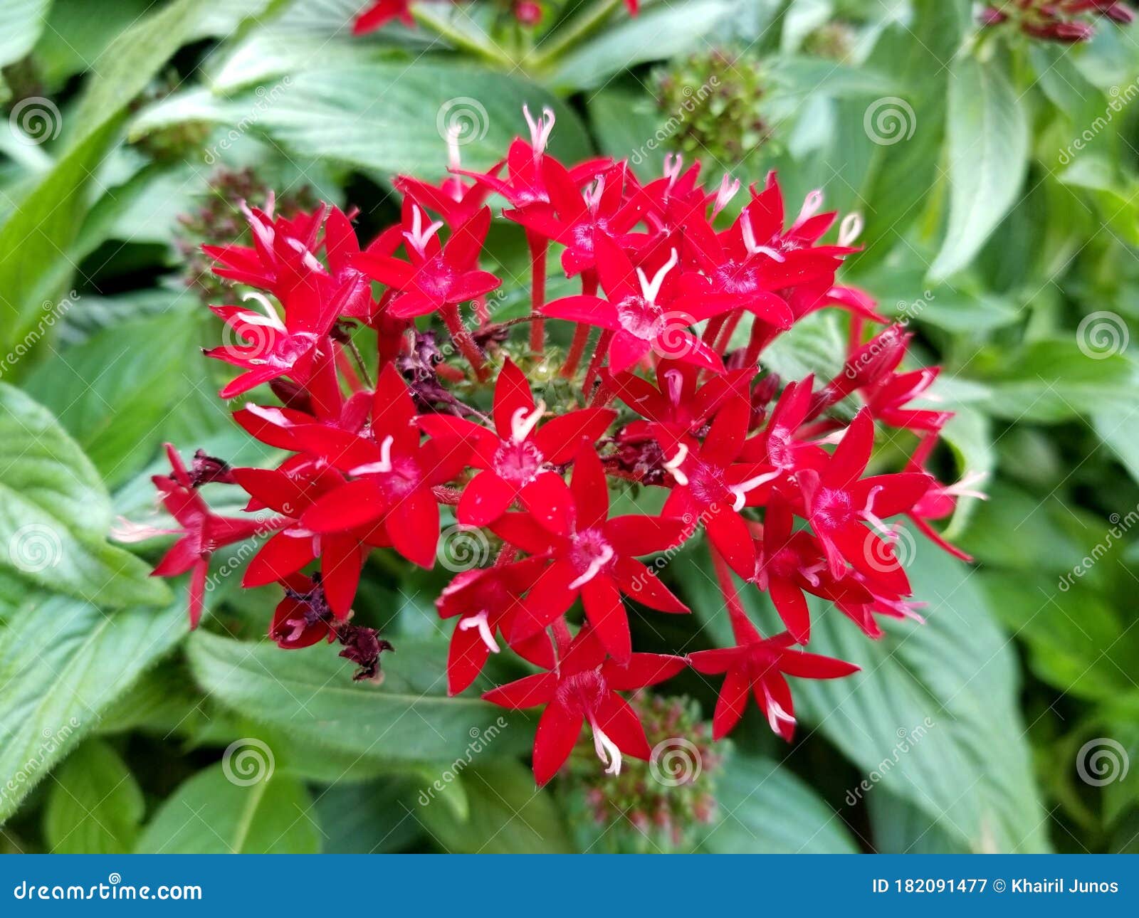 Red Pentas Flowers at Full Bloom Stock Image - Image of tiny, leaf ...