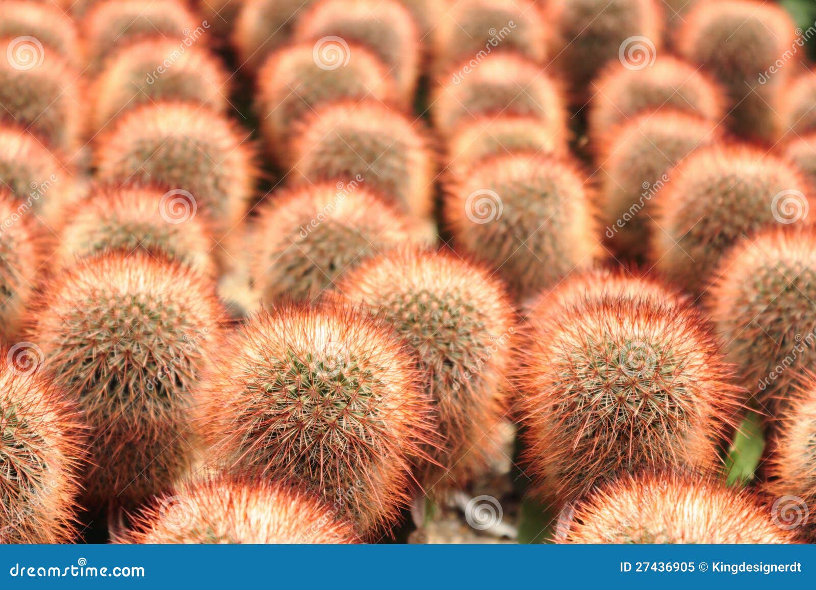 A Cluster of Red Prickly Pears Stock Image - Image of dangerous ...