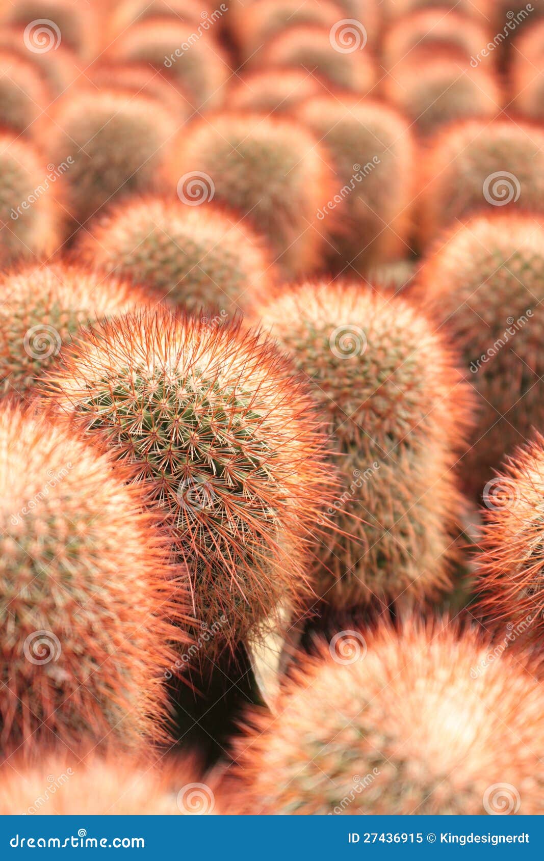 A Cluster of Red Prickly Pears Stock Image - Image of environment ...