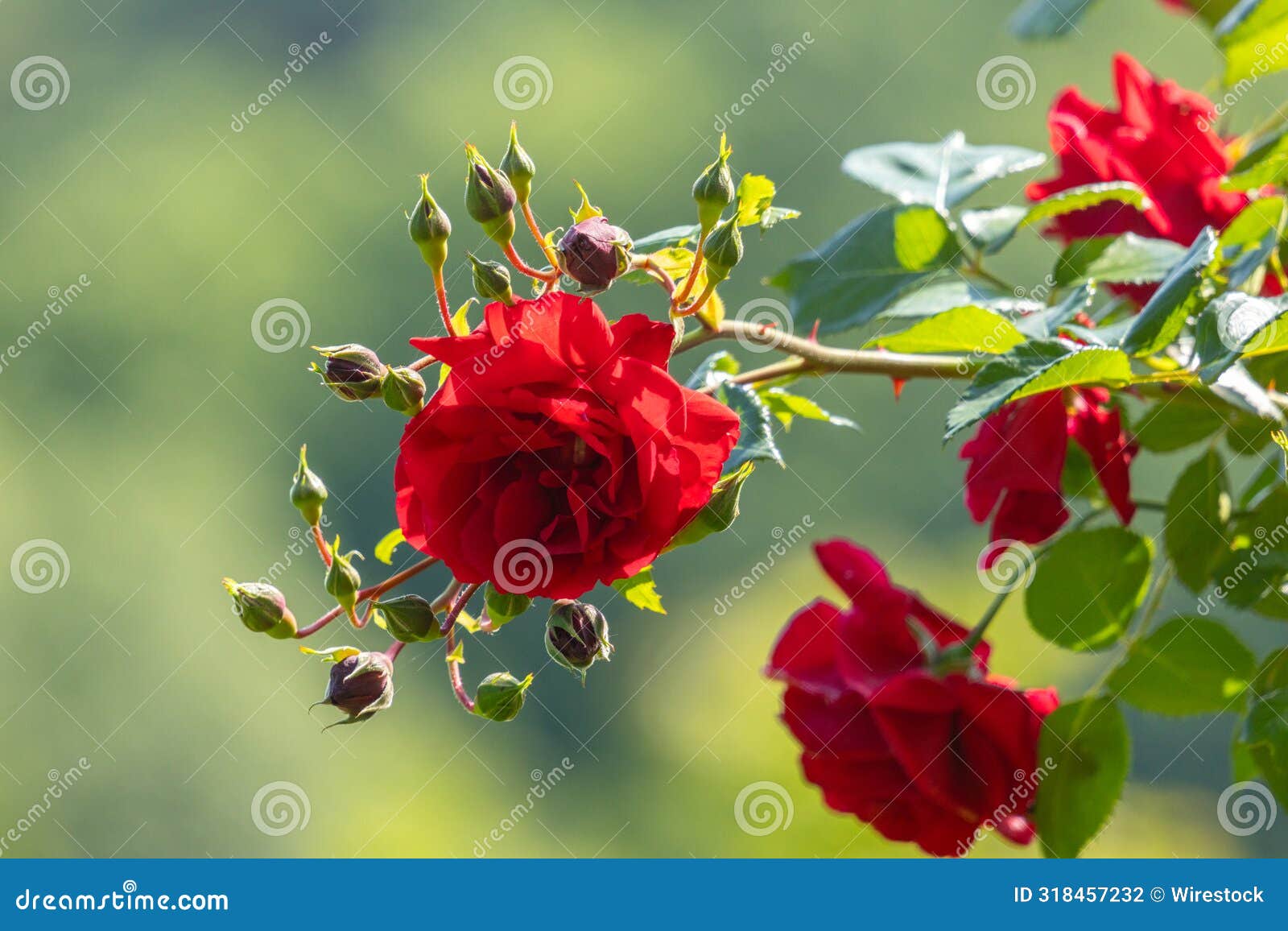 Cluster of Red Roses Blooming in a Garden Stock Photo - Image of ...