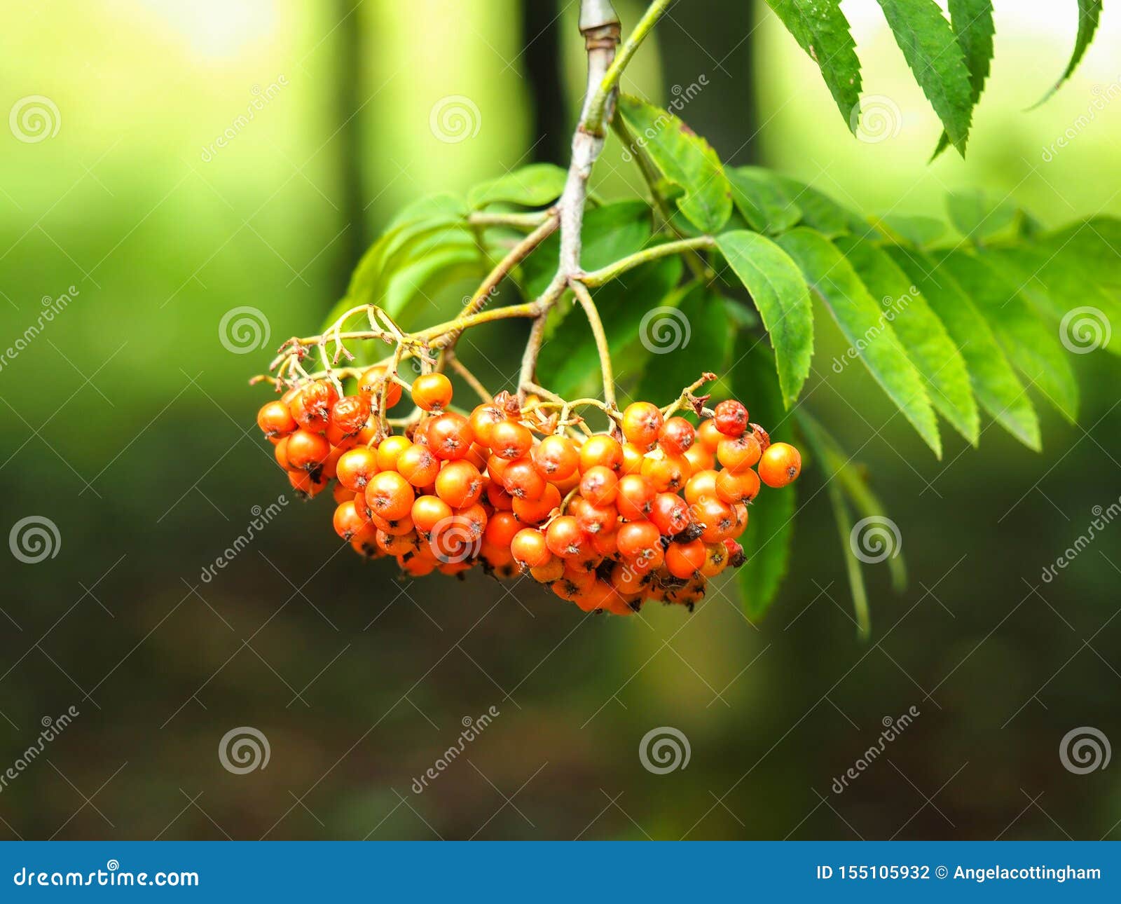 Cluster of Red Rowan Berries Stock Photo - Image of branch, ripe: 155105932