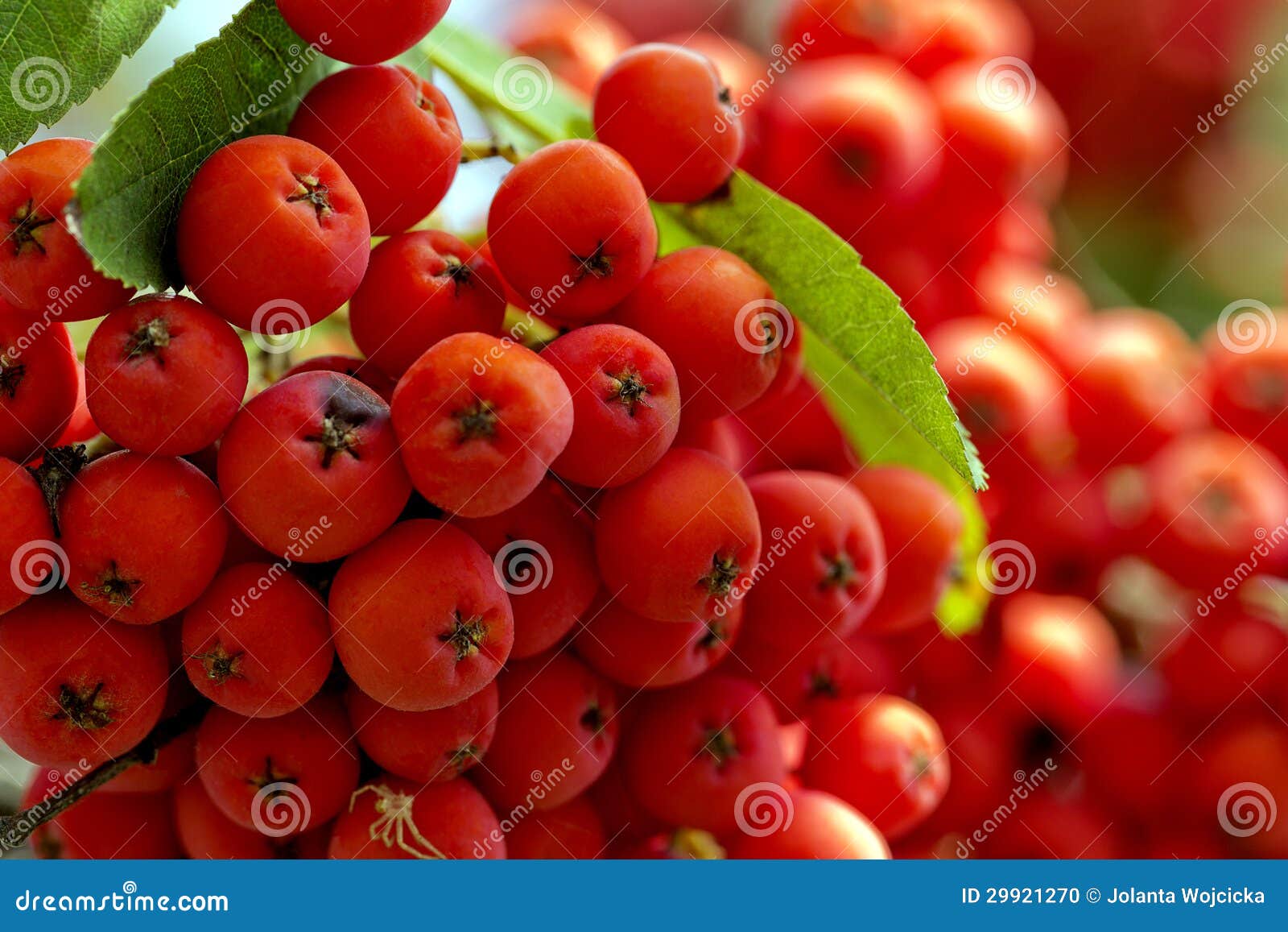 Cluster of Red Rowanberry in the Garden - Closeup Stock Photo - Image ...