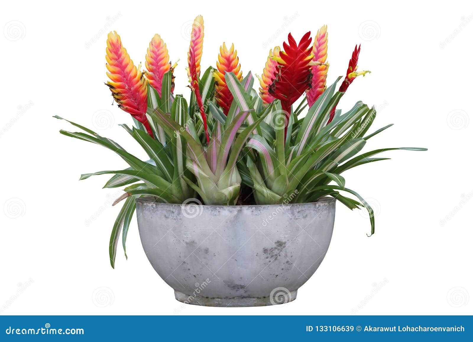 Cluster of Red Vriesea Bromeliad with Flowers in Concrete Container ...