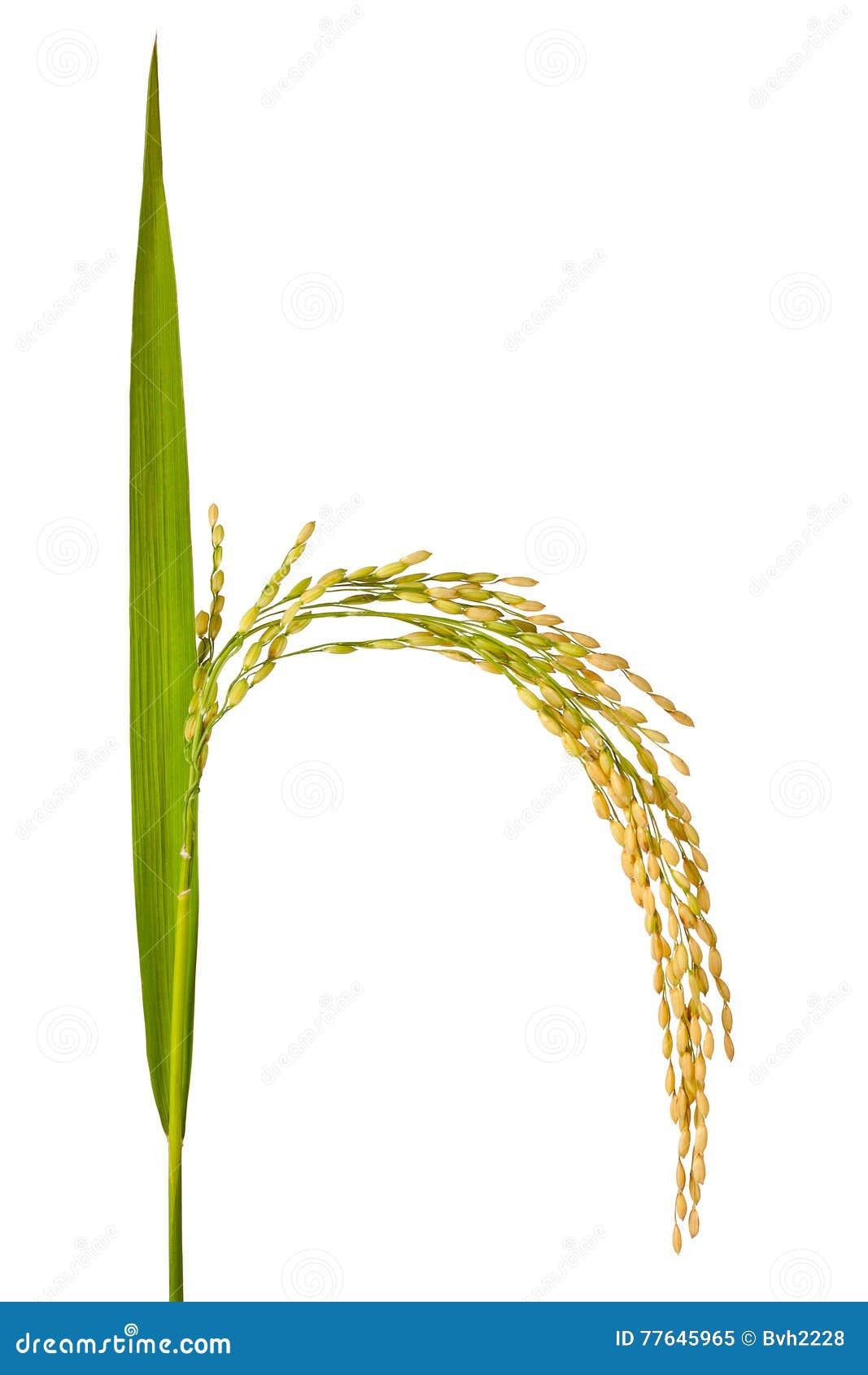 Cluster Rice Isolated on White Background Stock Image - Image of brown ...