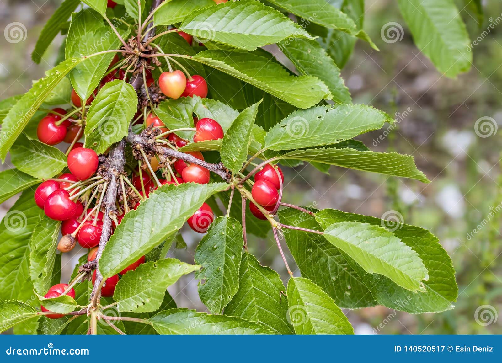 Cluster of Ripe Cherries on Cherry Tree Stock Image - Image of organic ...