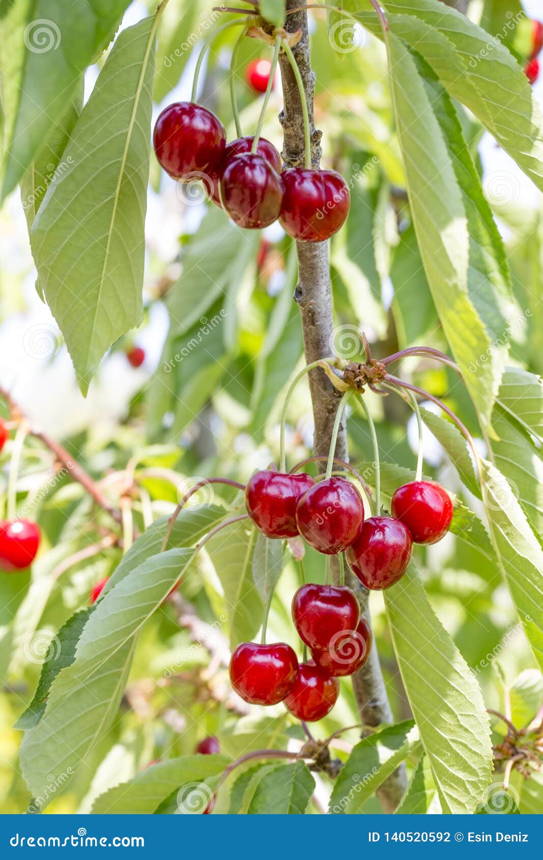 Cluster of Ripe Cherries on Cherry Tree Stock Photo - Image of ...