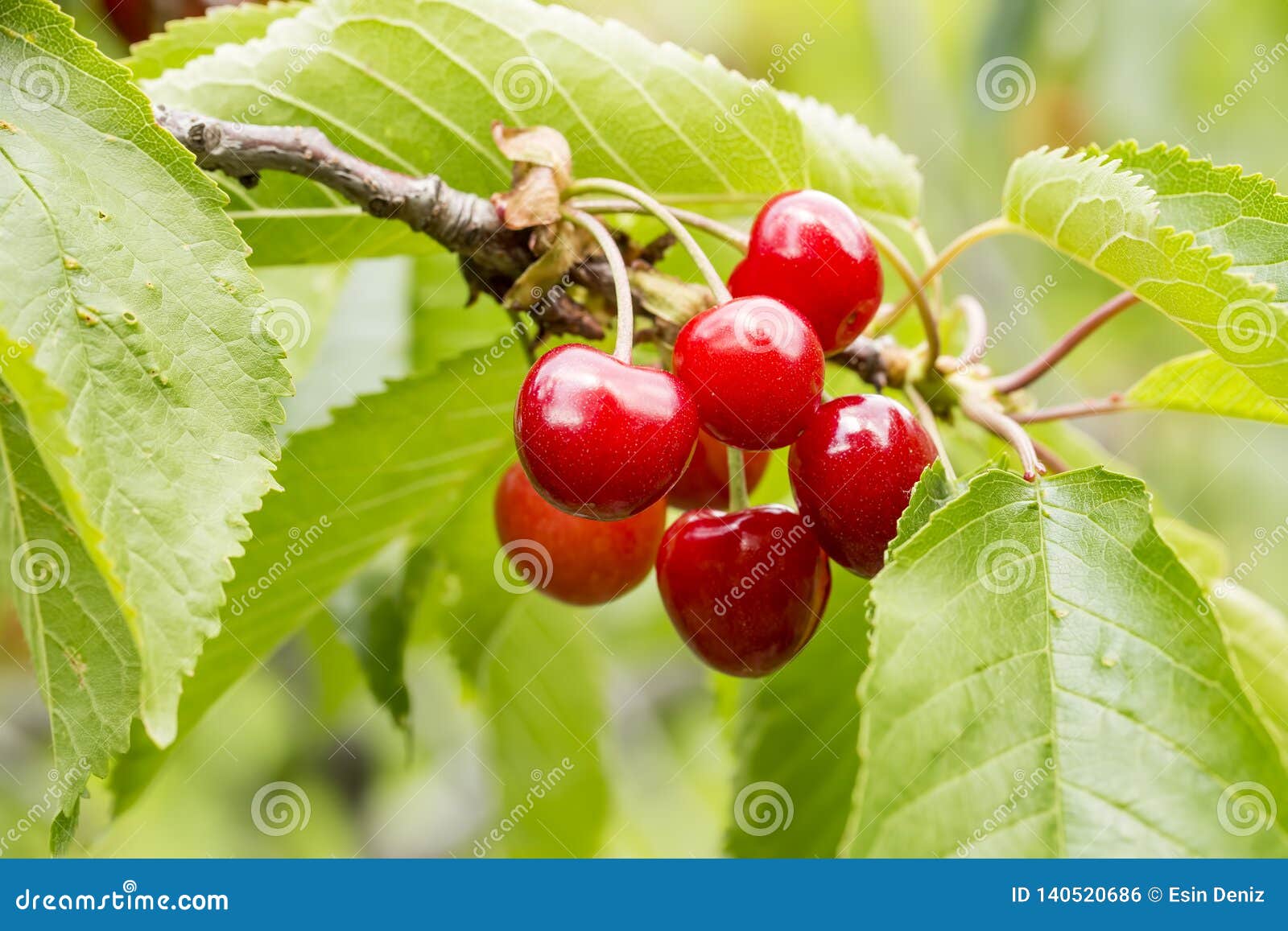 Cluster of Ripe Cherries on Cherry Tree Stock Photo - Image of orchard ...