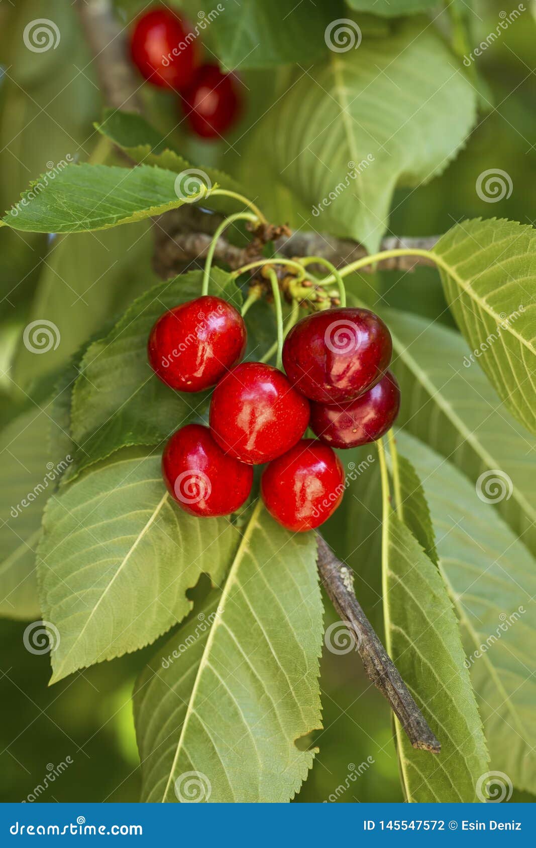 Cluster of Ripe Cherries on Cherry Tree. Agriculture Stock Photo ...