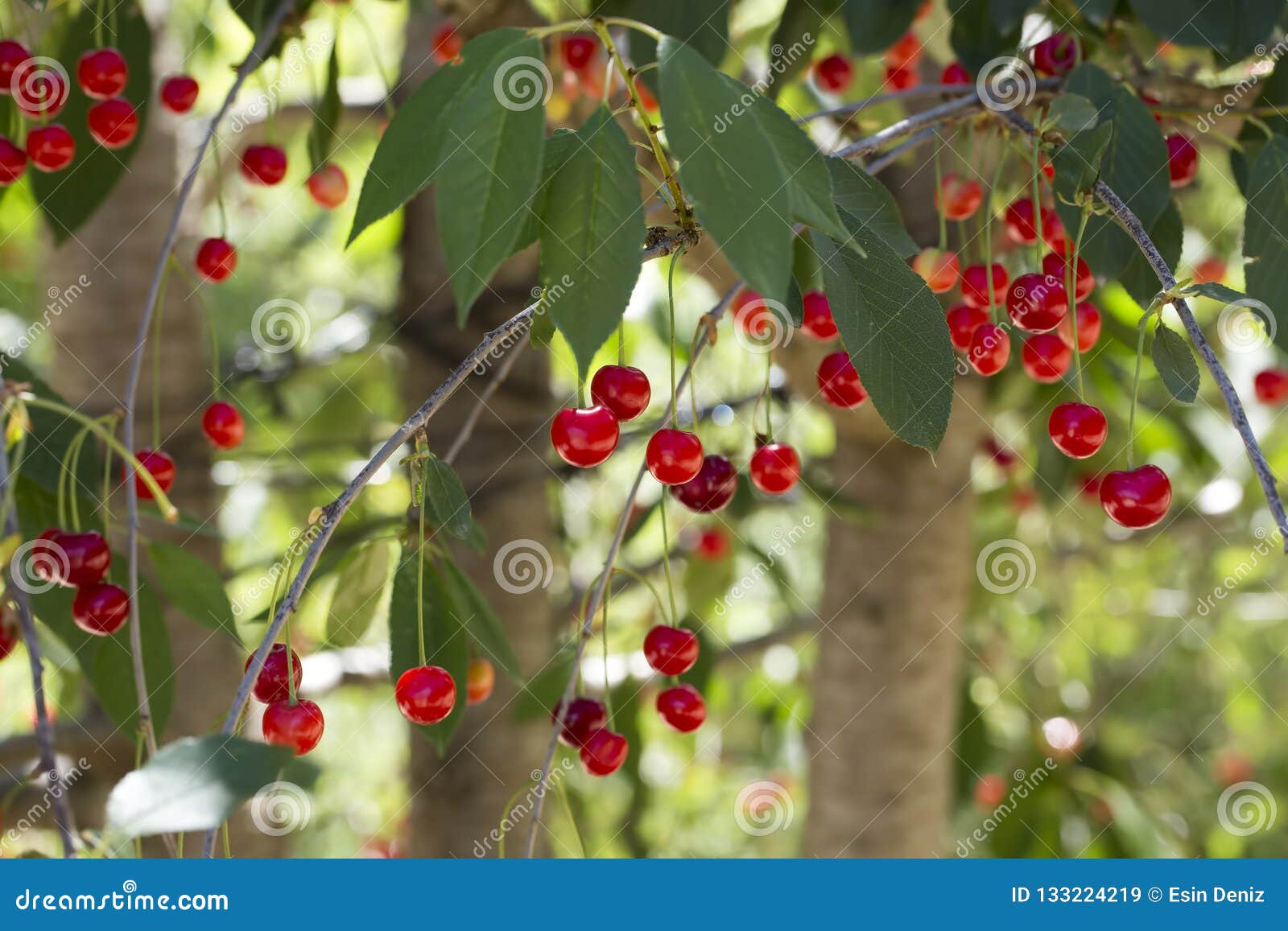 Cluster of Ripe Cherries on Cherry Tree Stock Image - Image of leaf ...