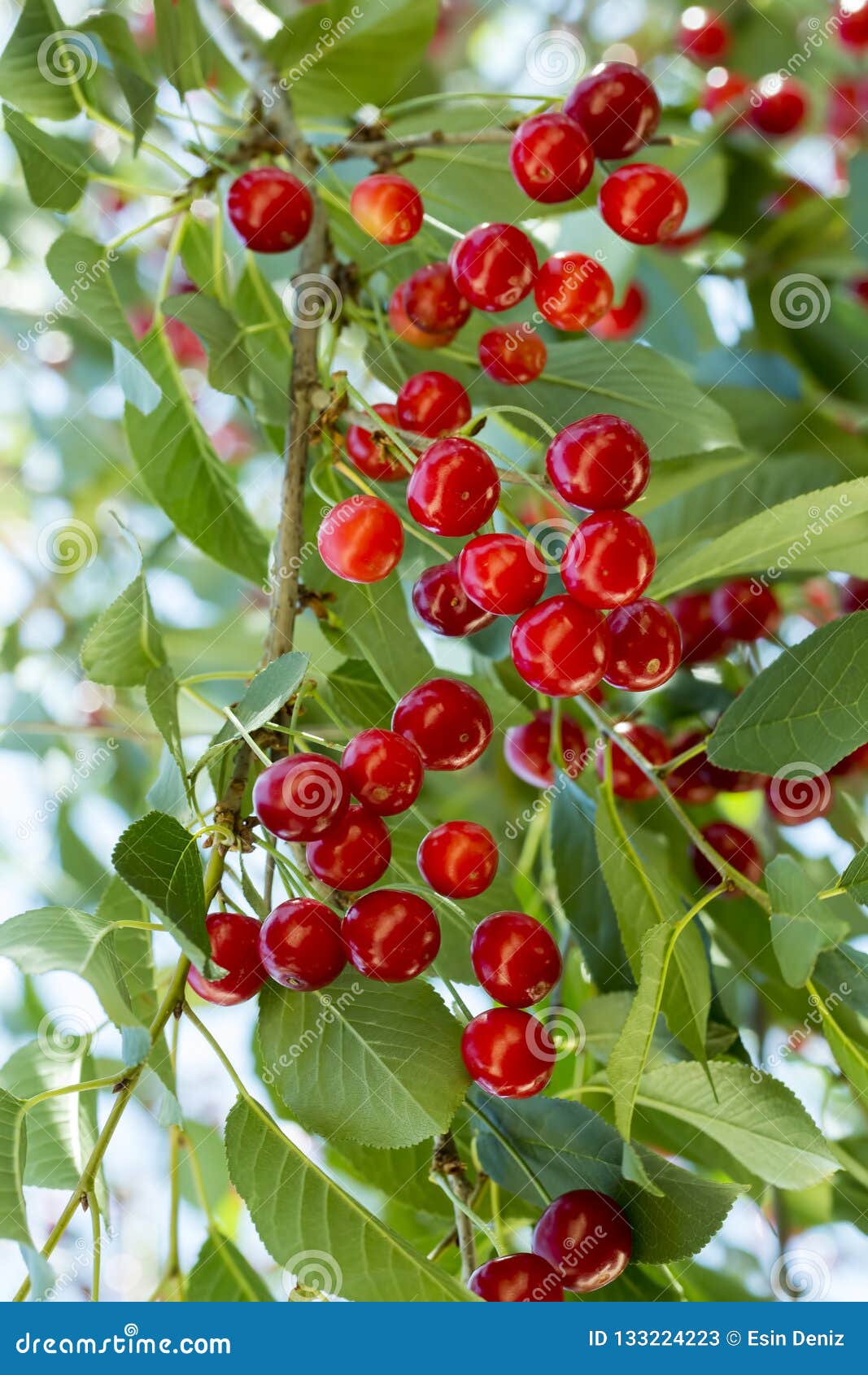 Cluster of Ripe Cherries on Cherry Tree Stock Image - Image of cherries ...