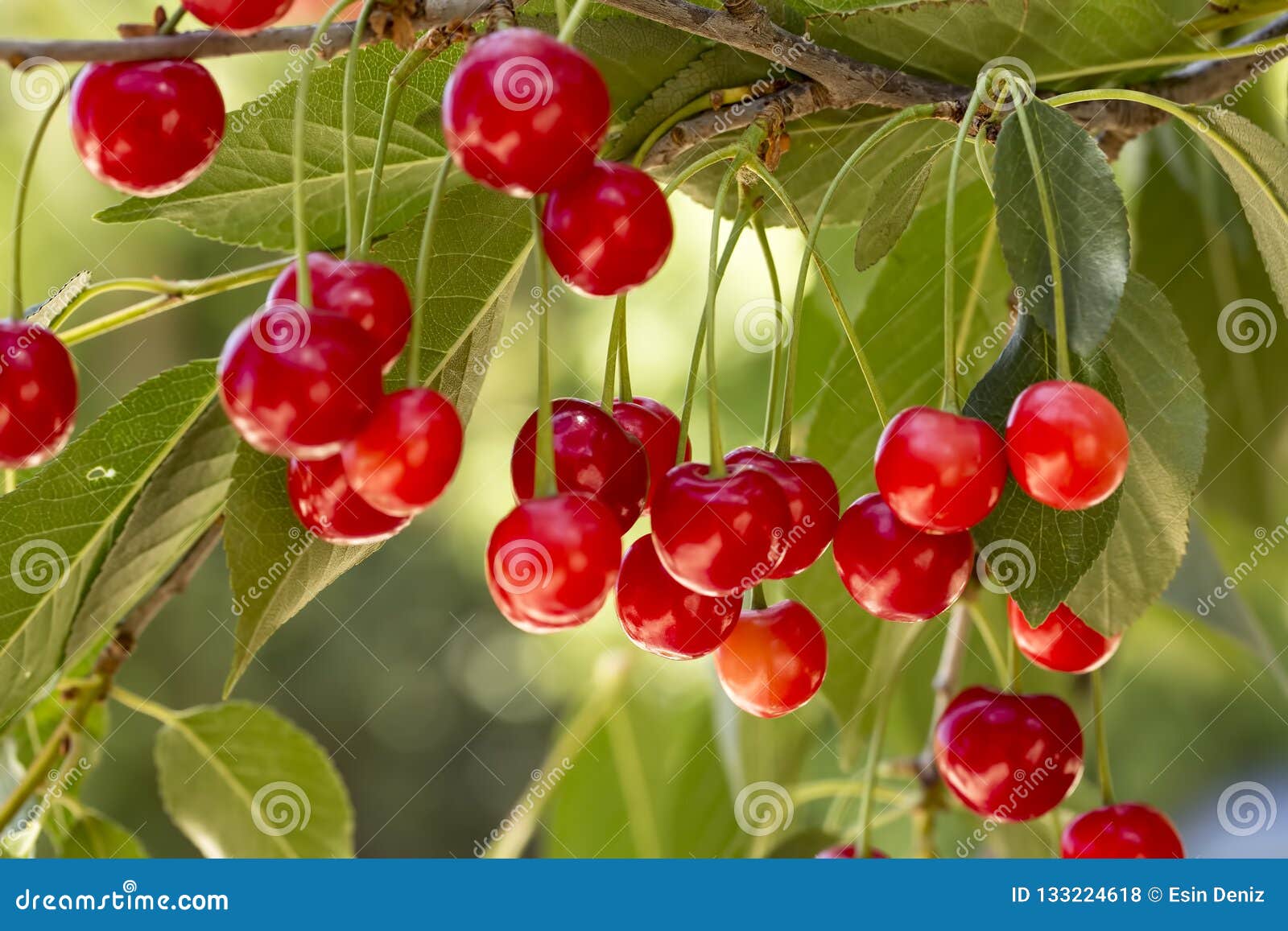 Cluster Of Cherries Royalty-Free Stock Photo | CartoonDealer.com #121332039