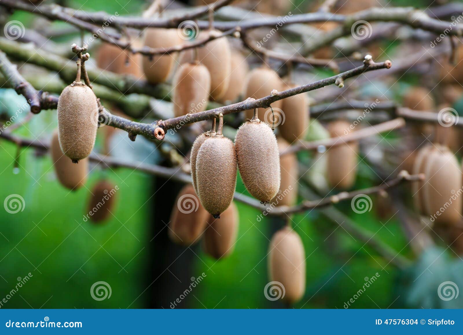 Cluster Of Kiwi Fruits On The Tree Royalty-Free Stock Photography ...