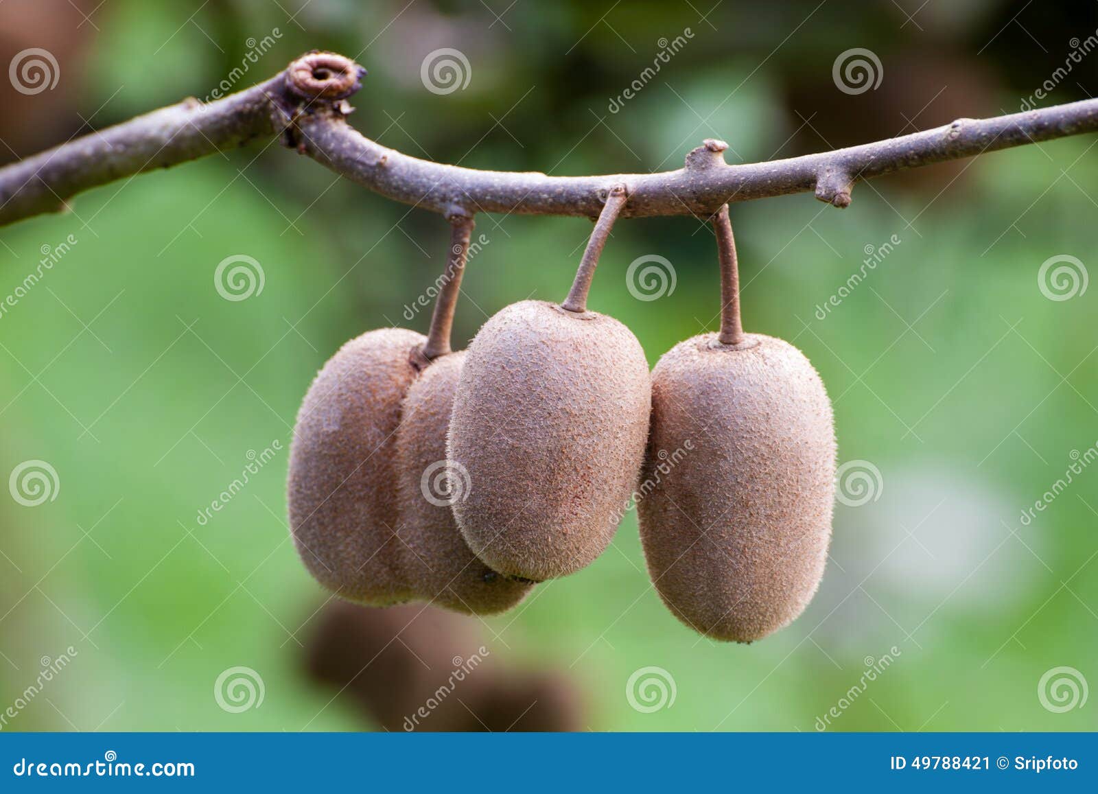 Cluster of Ripe Kiwi Fruit on the Branch Stock Image - Image of kiwi ...