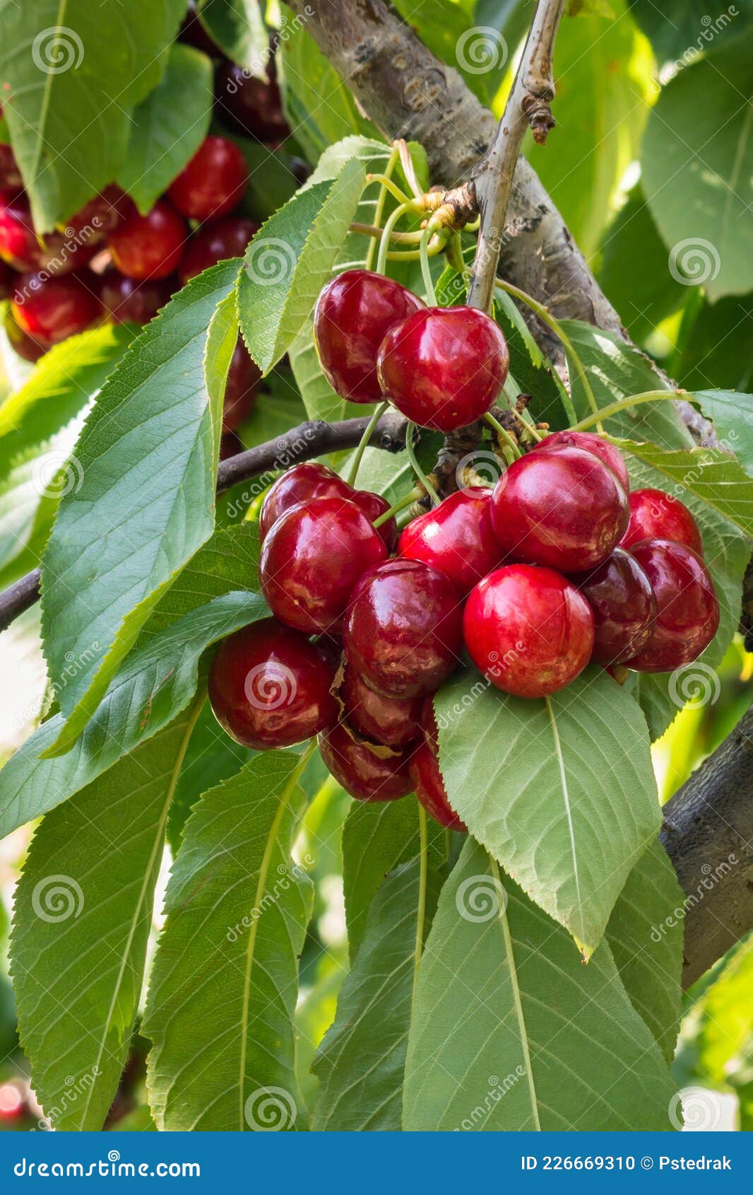Cluster Of Ripe Organic Stella Cherries Hanging On Cherry Tree Branch