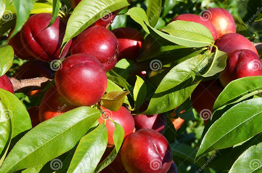 Cluster of Ripe Pluots on a Tree Stock Photo - Image of bright, healthy ...